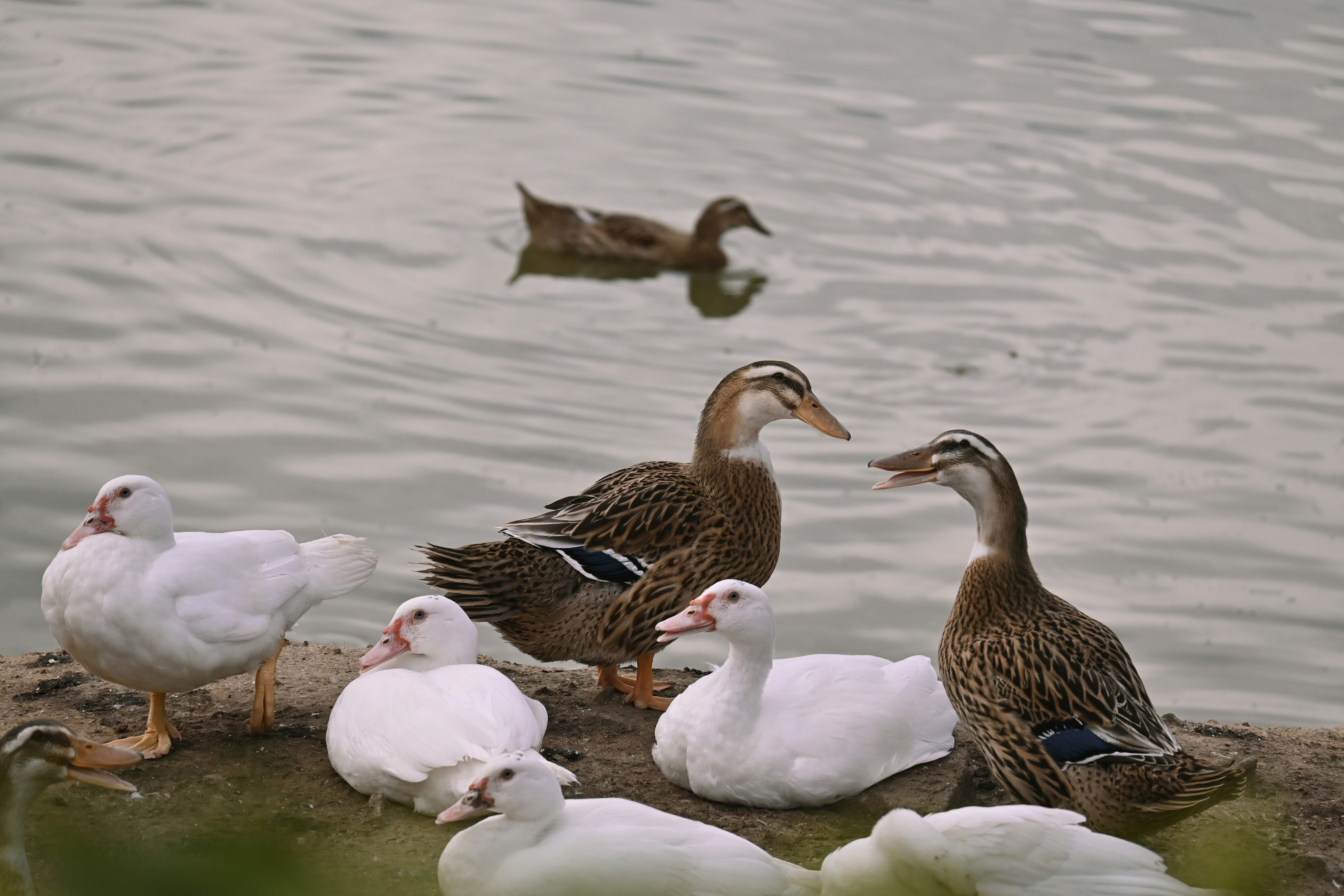 Outpost by the Shore: White and Brown Ducks Rest on a Gentle Bank