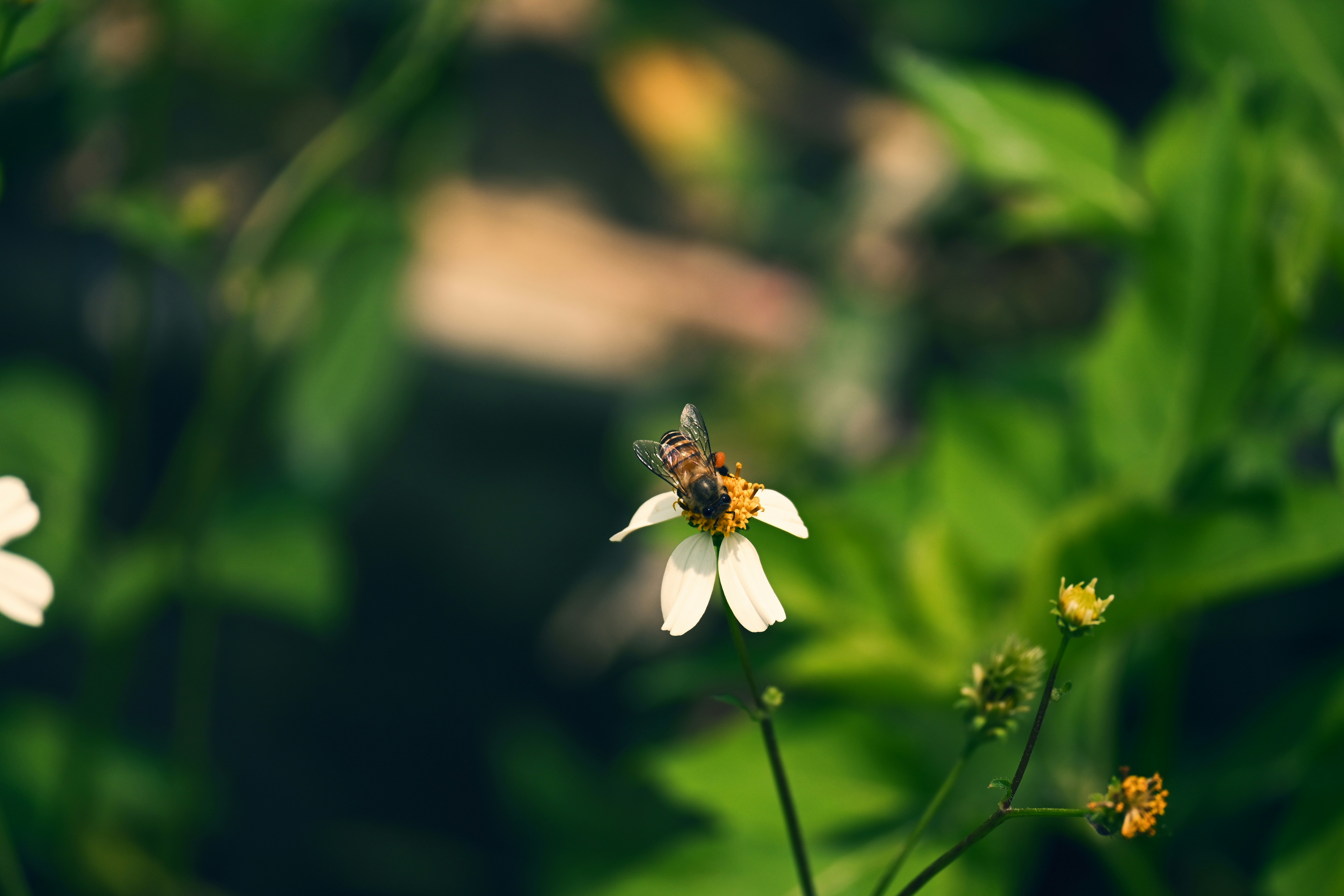 Hovering Visitor on a White Bloom
