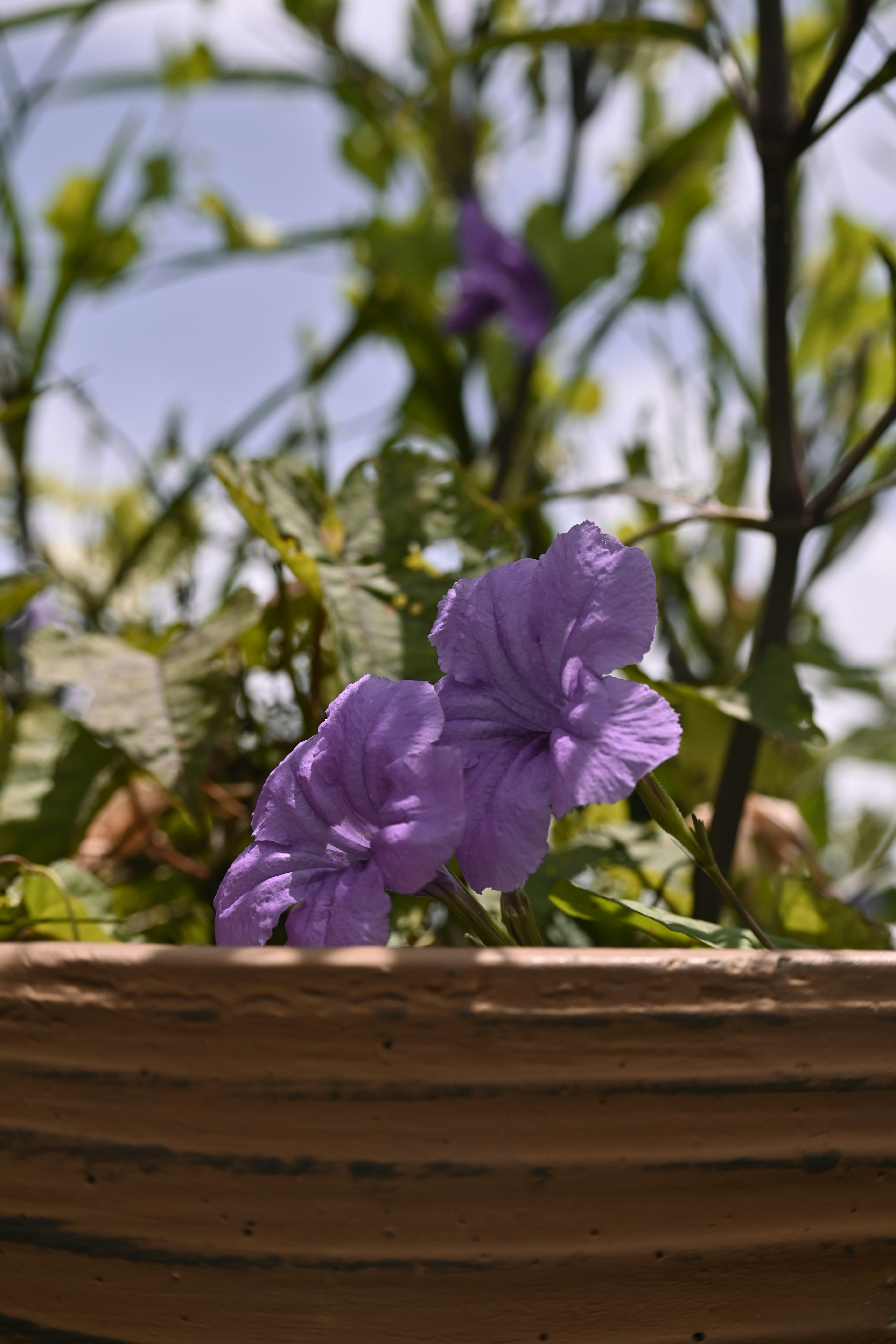 Lavender Blooms Over a Terracotta Window Sill