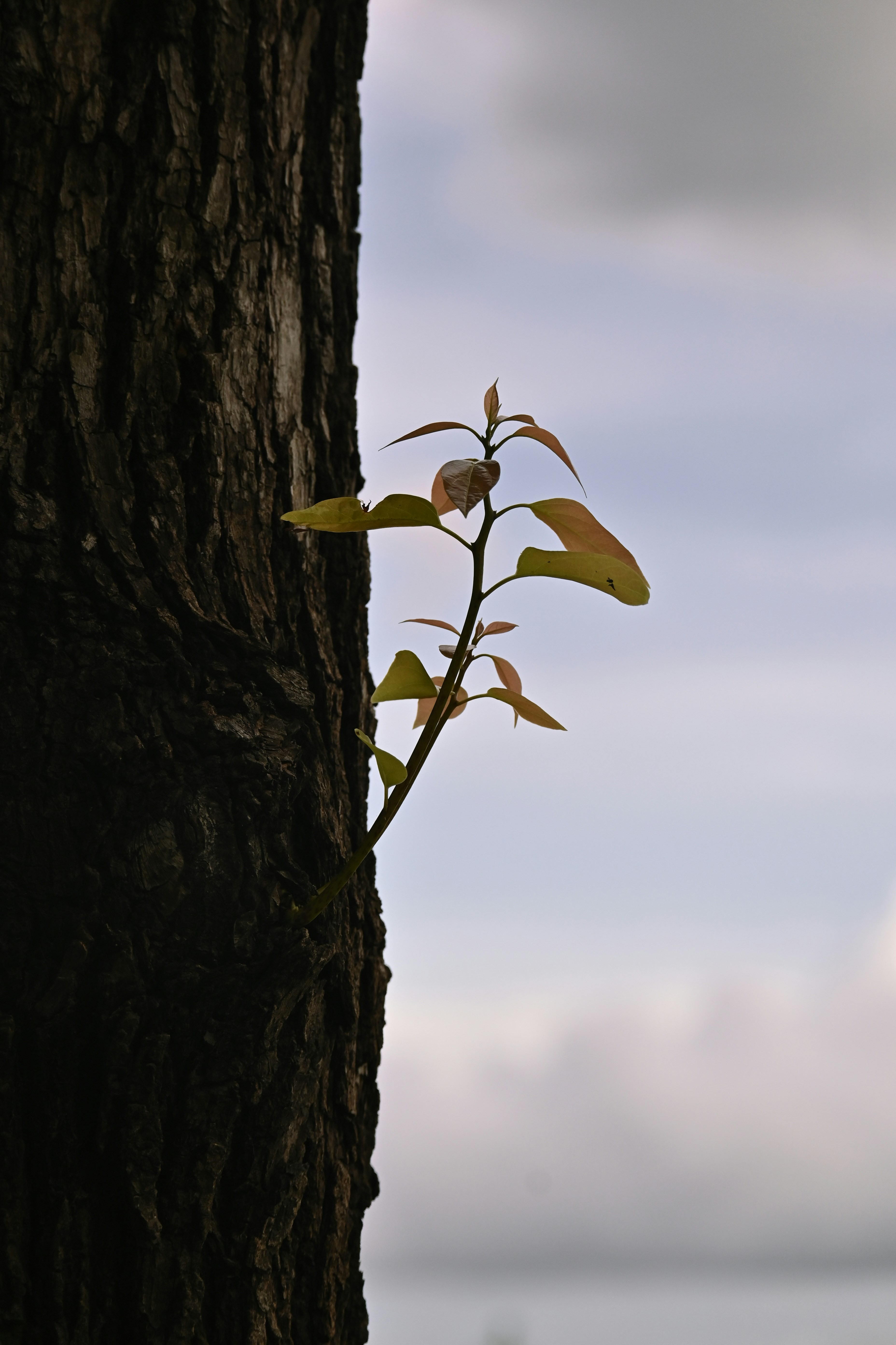 New Growth Clings to a Weathered Trunk at Dusk