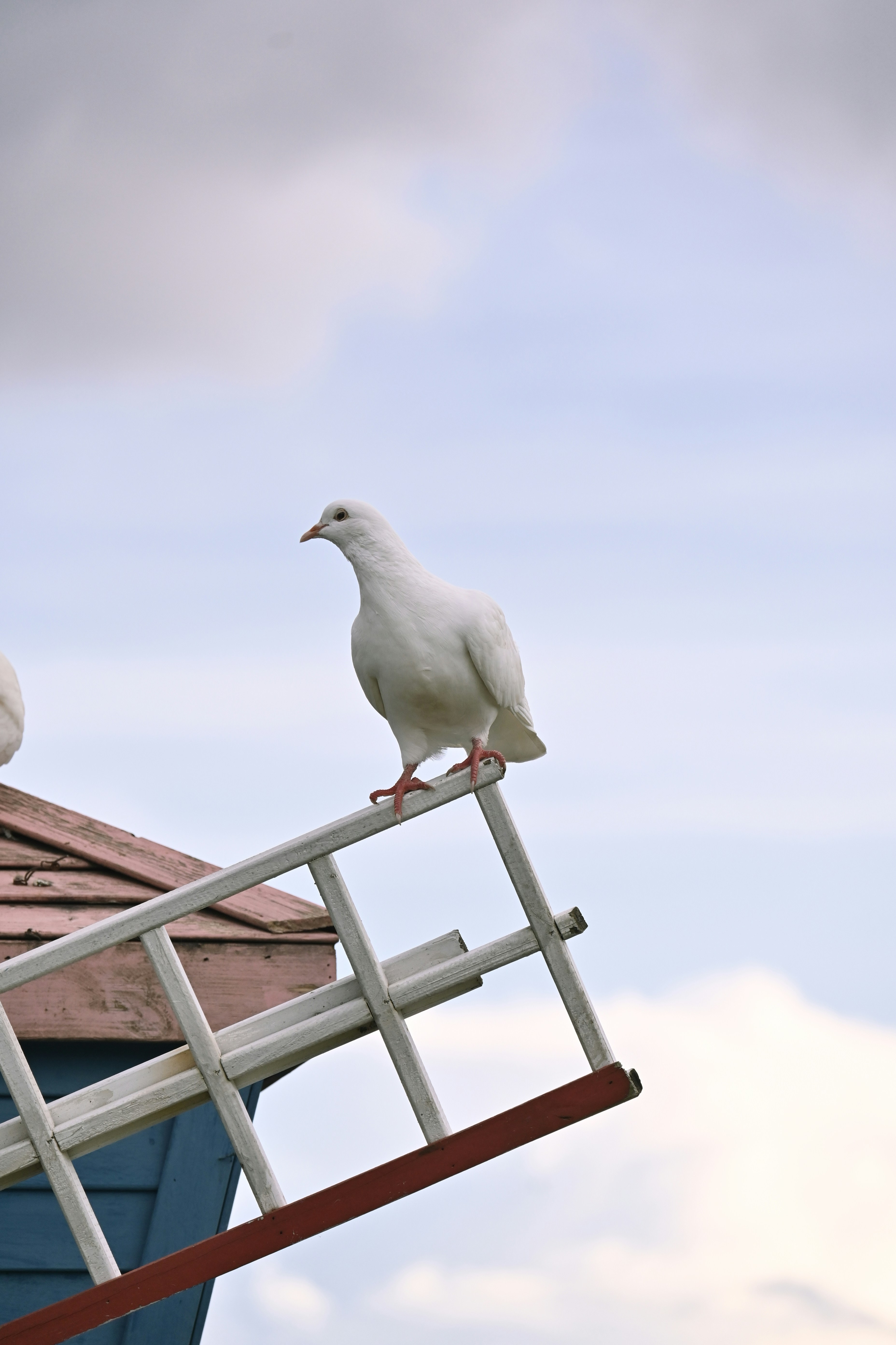 White Dove Perched on a Weathered Boat Rail at Dusklight
