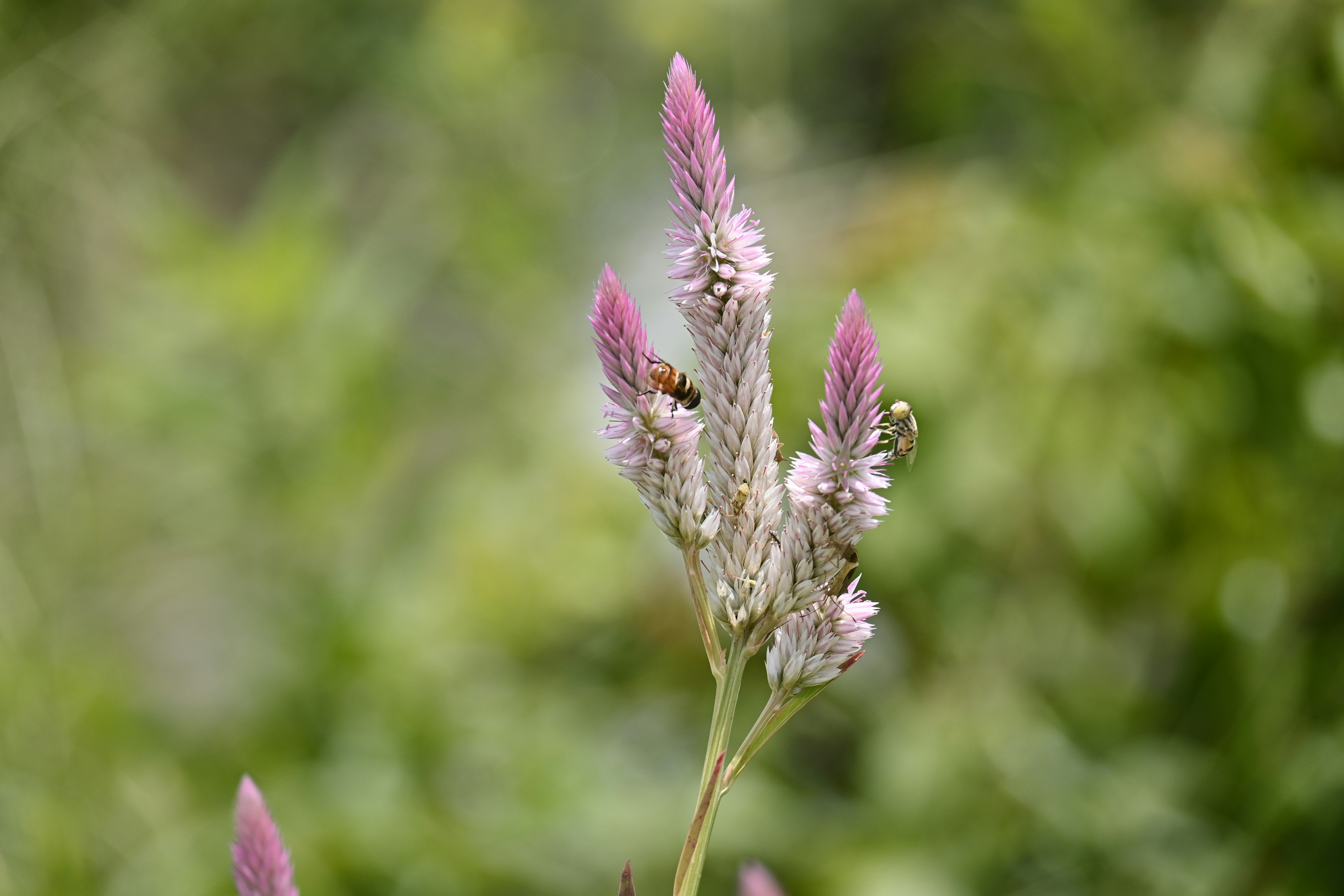 Bees on pink-tipped grasses in soft-focus meadow