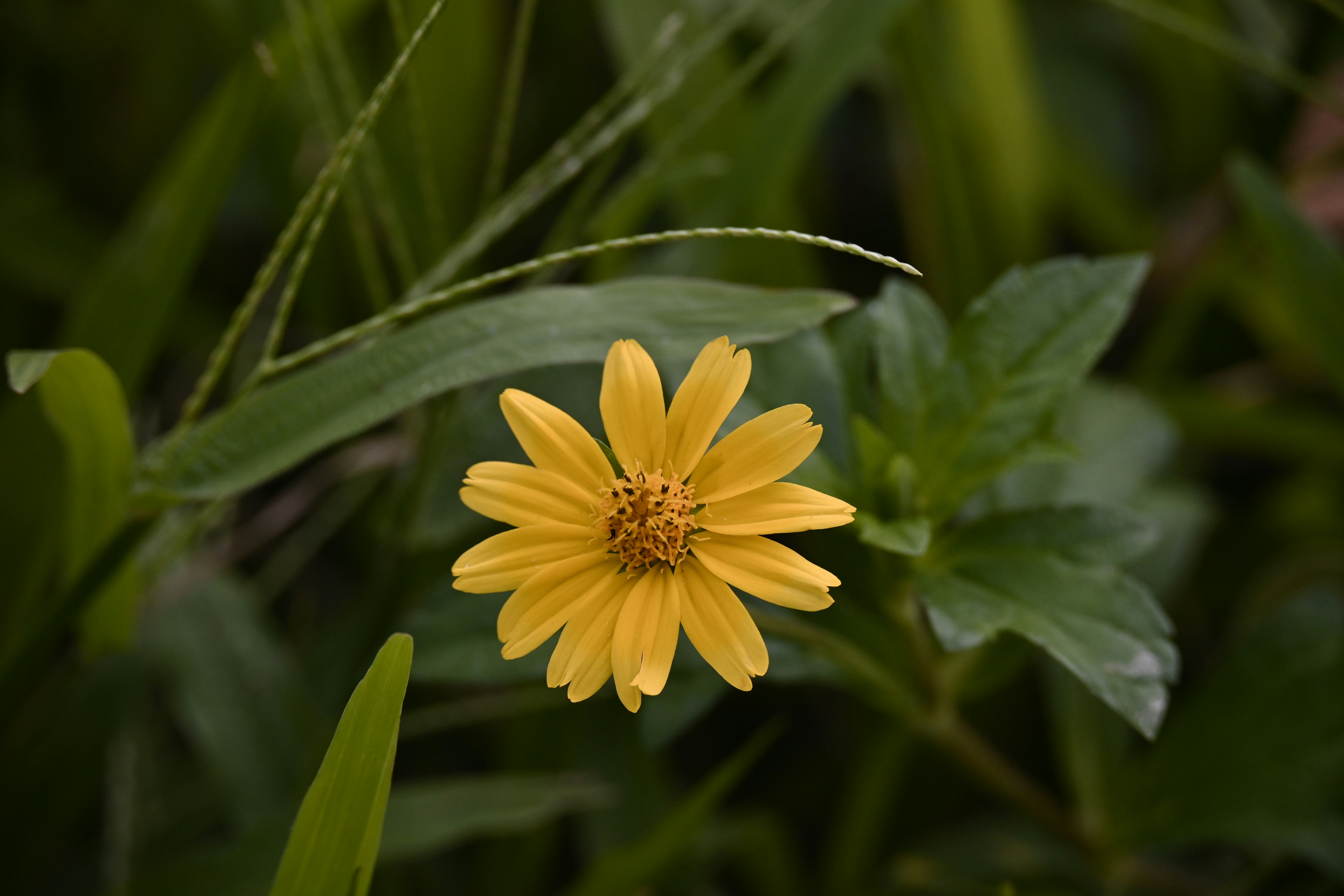 Golden blossom centered amid shaded greens