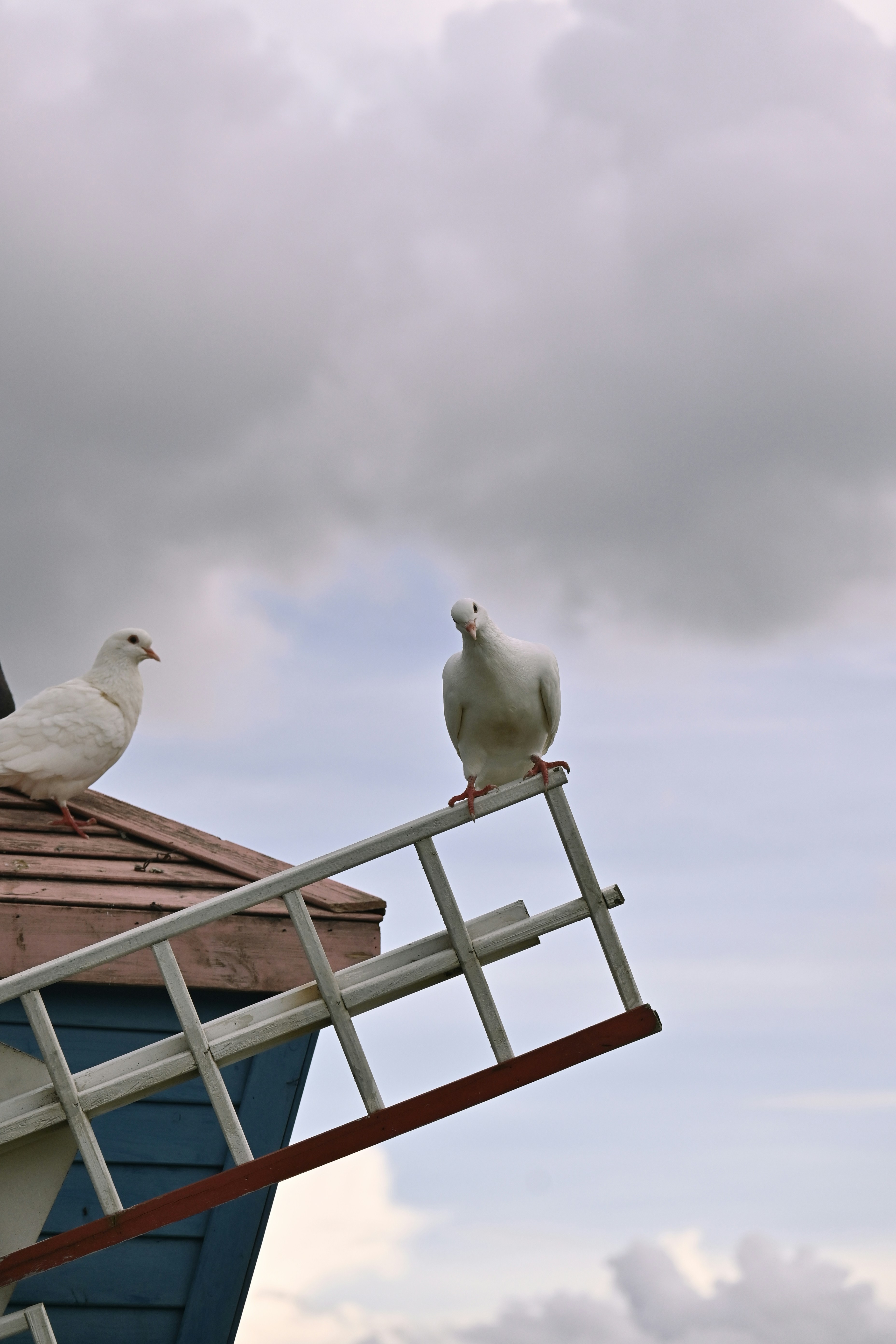 Perched on the Ridge: A Quiet Moment on the Crane