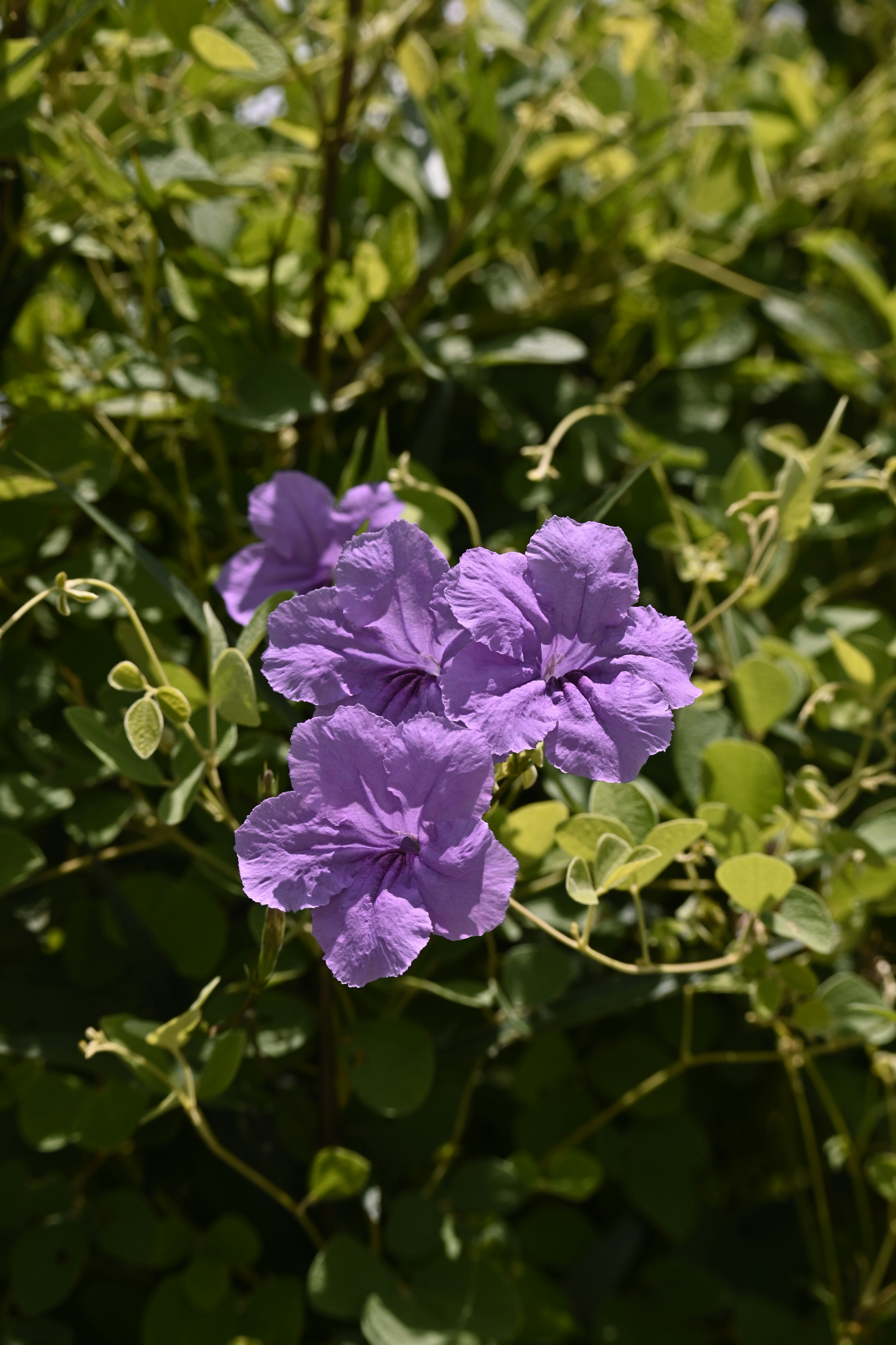 Several vibrant purple flowers bloom among lush green leaves
