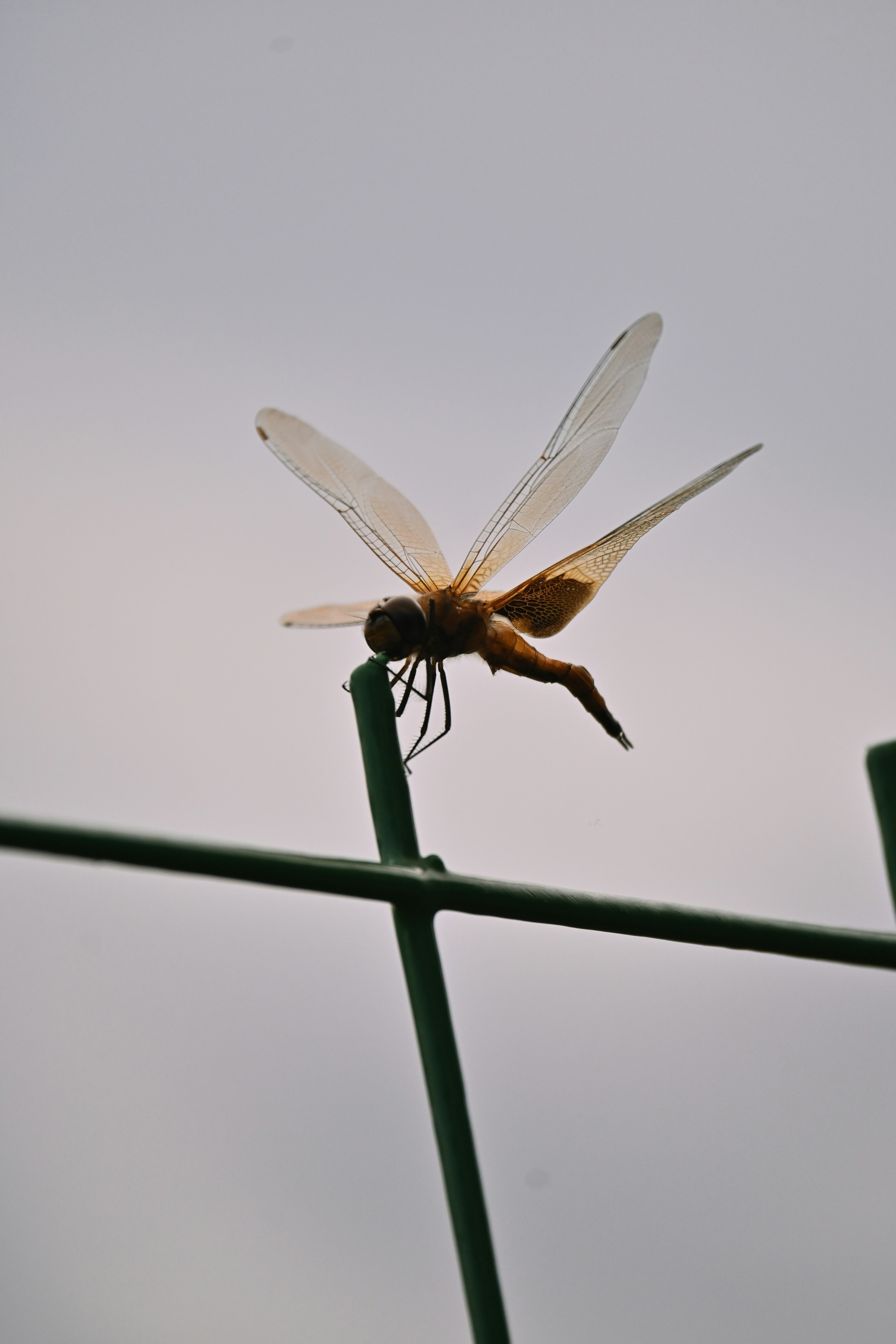 Dragonfly on a Metal Lattice: Fragile Grace Against a Soft Horizon