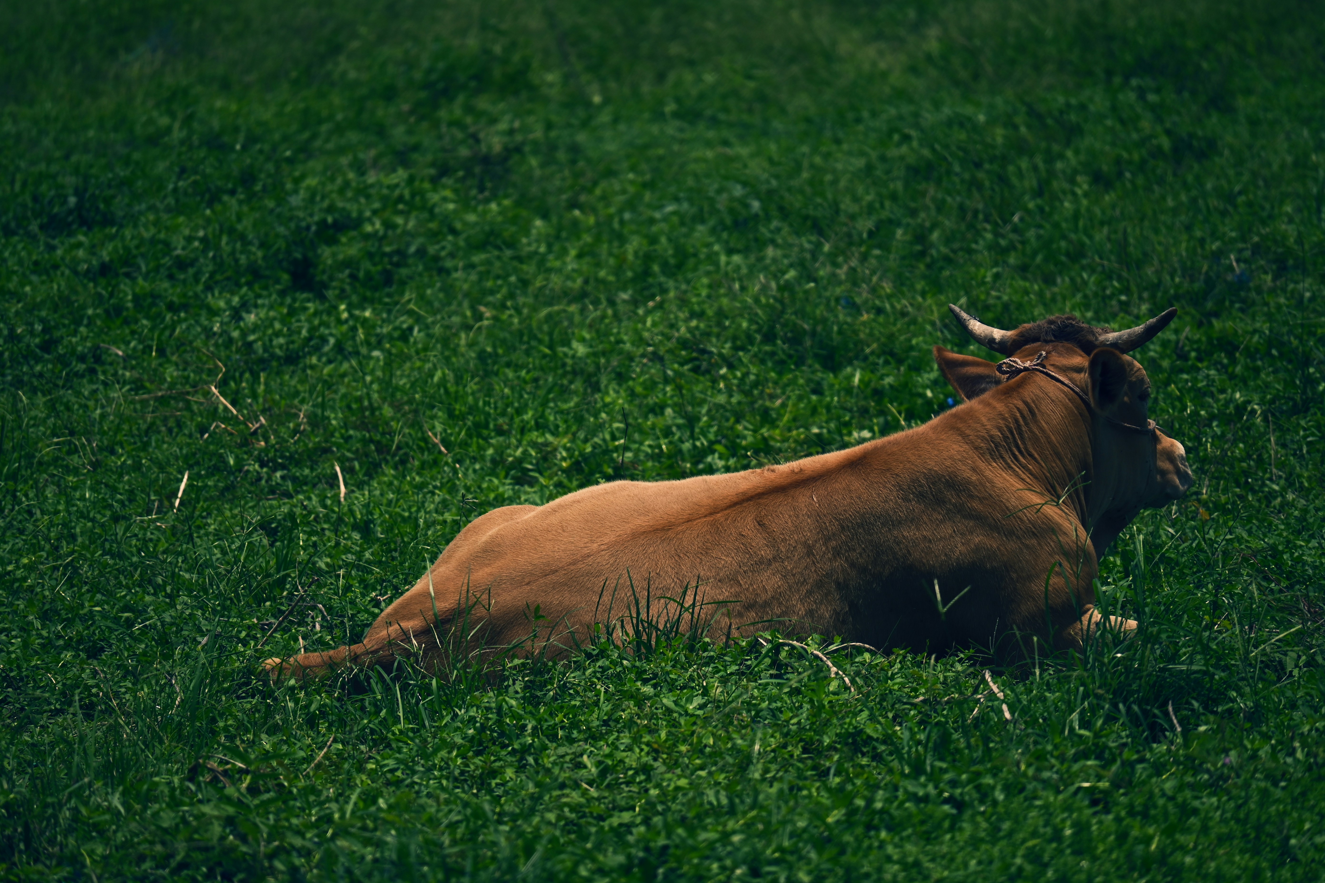 Lying Brown Cow in a Sunlit Meadow
