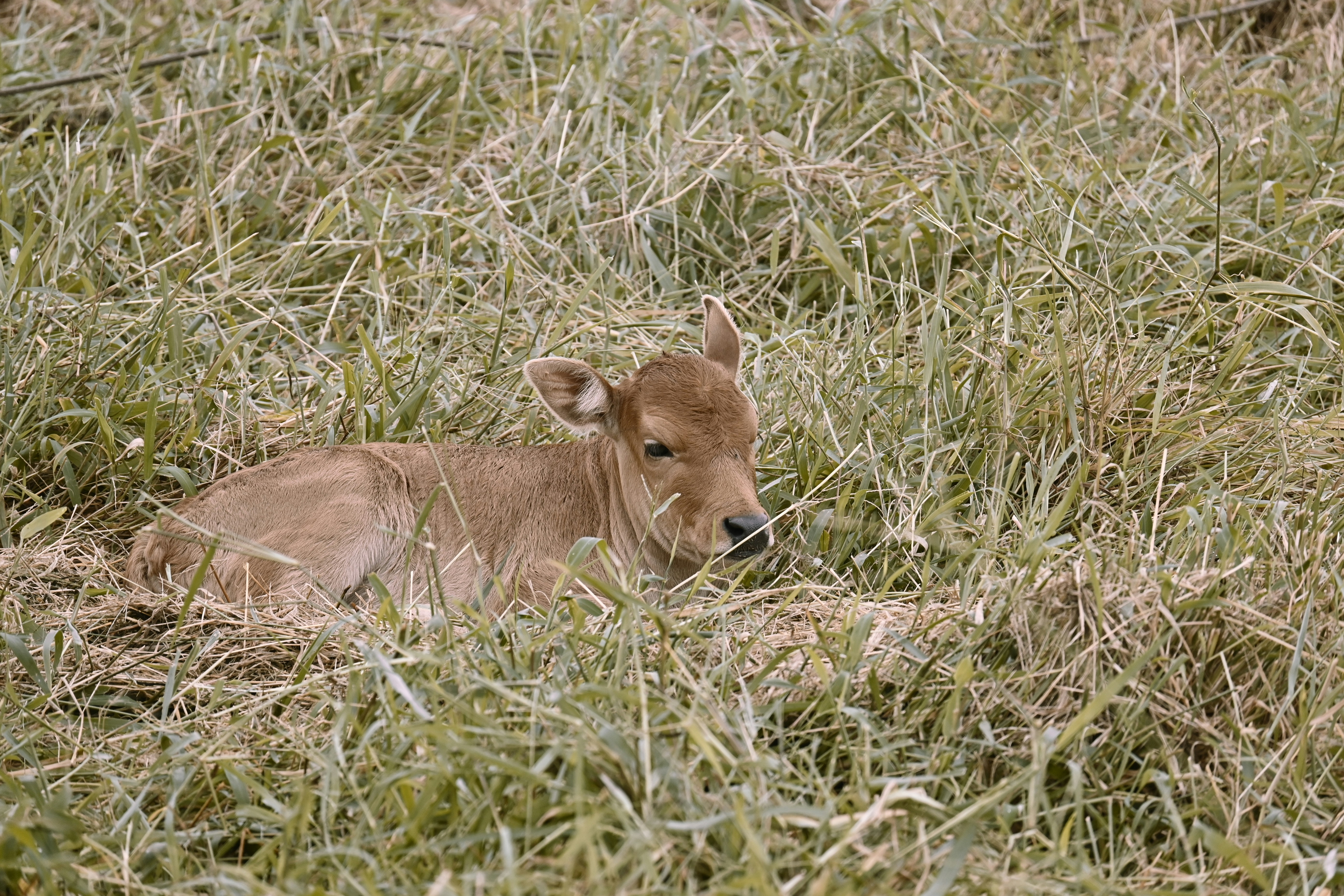 Hushed Rest in the Meadow: A Fawn-Like Calf Peeks Through Tall Grass