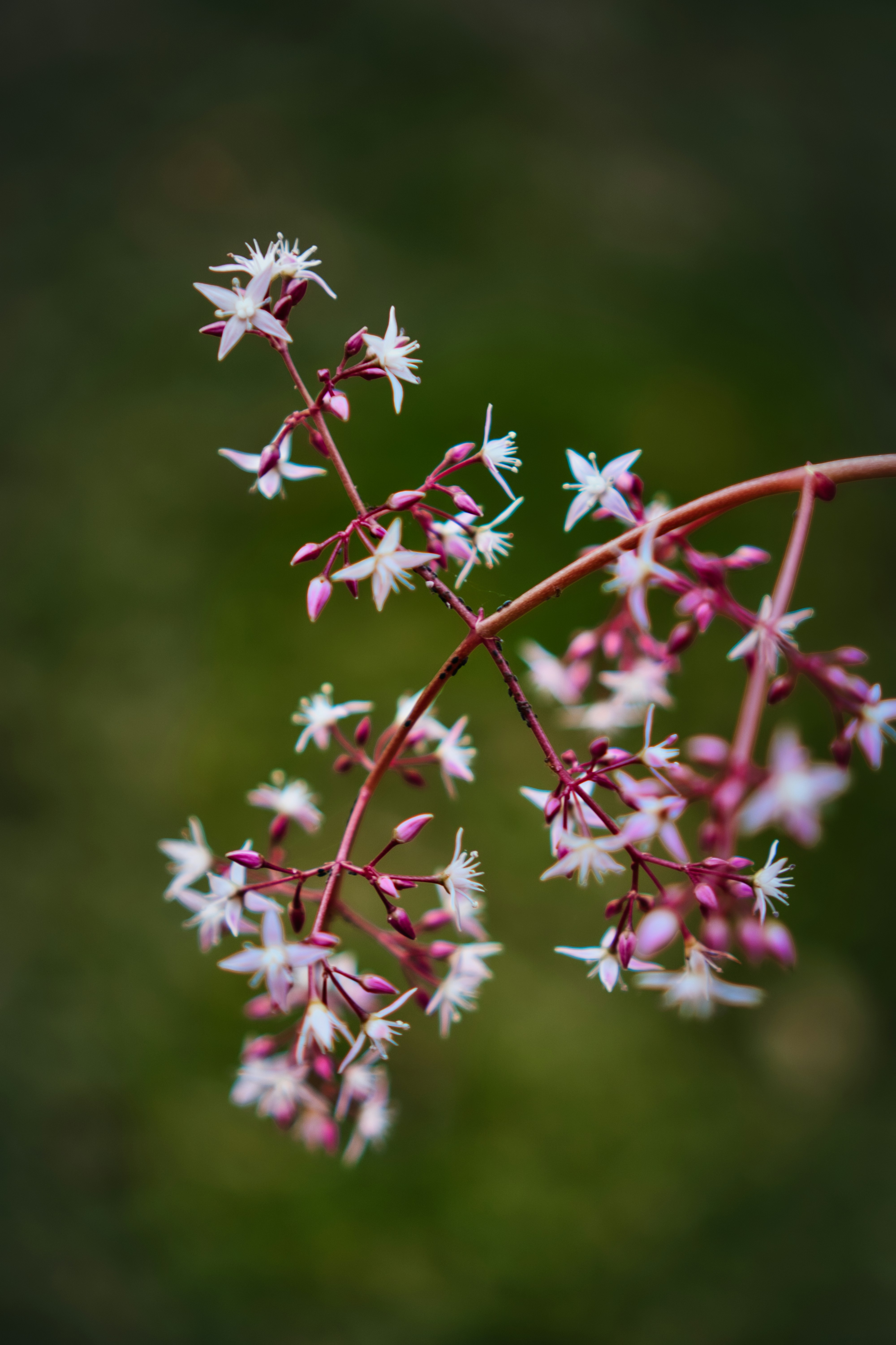 Delicate Sprigs: Pink-White Blooms on a Thin Crimson Stem
