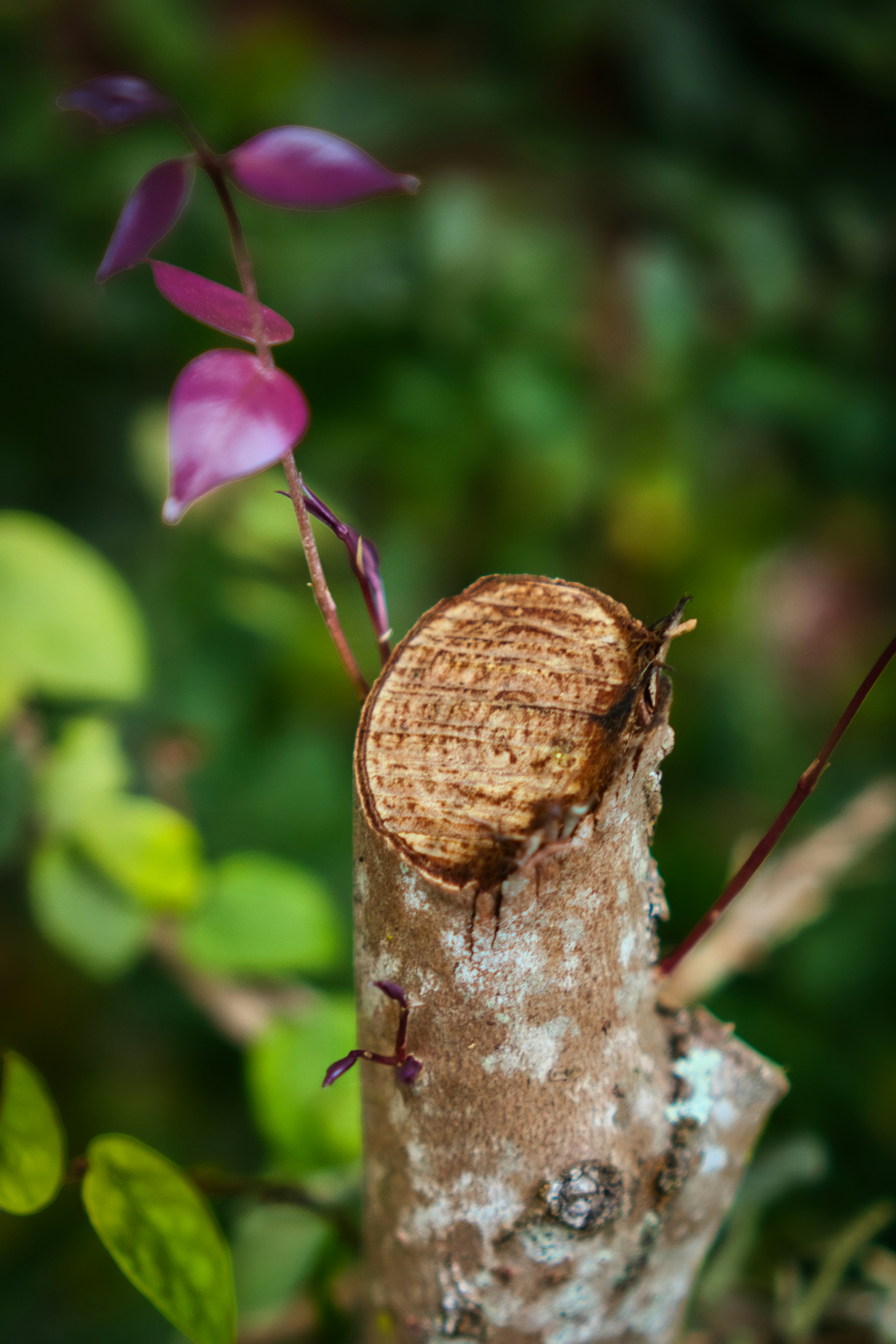 Cropped Tree Moment: A Cut Stump Reclaims the Frame