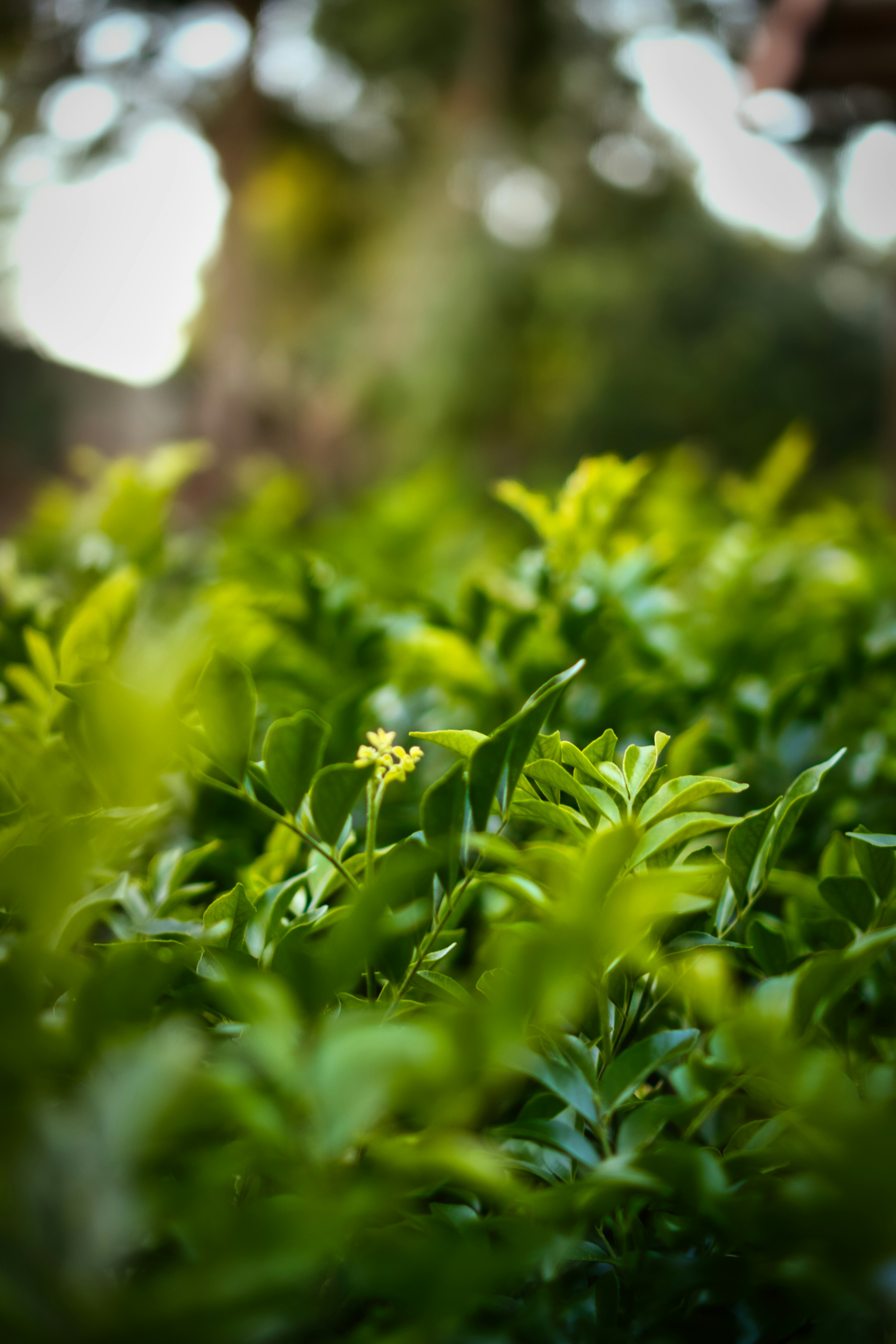 Sunlit Green in Focus: A Quiet Garden Moment