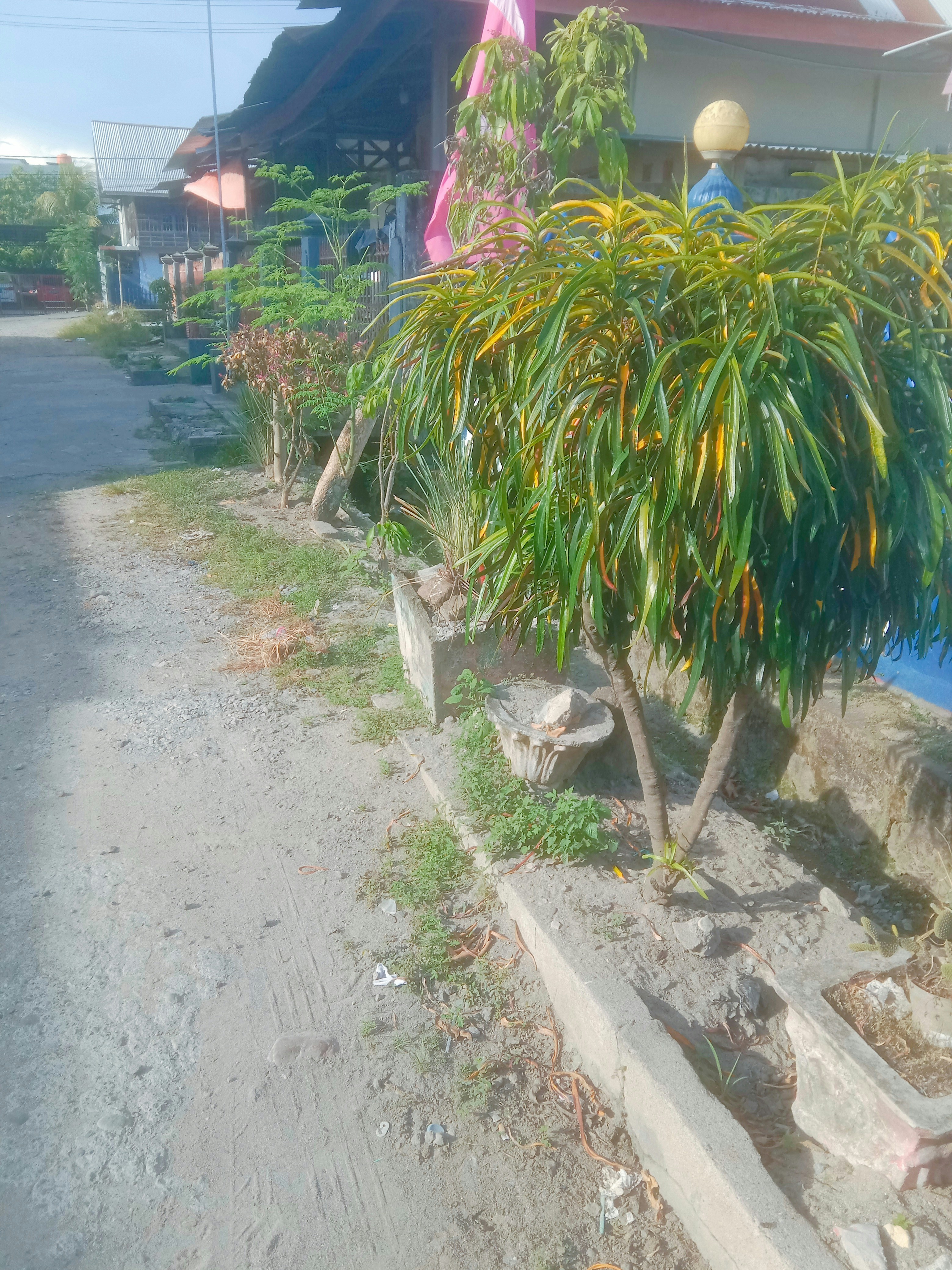 Foto ini mengusung konsep dokumentasi lingkungan pedesaan dan pemukiman yang menyoroti keselarasan antara pemukiman warga dan vegetasi lokal. Kehadiran tanaman hias berdaun kuning-hijau di sudut jalan semen memperlihatkan bagaimana masyarakat setempat merawat keindahan lingkungan di tengah keterbatasan lahan formal. Pencahayaan alami dari sinar matahari pagi menciptakan kontras tekstur antara lembutnya dedaunan dan kasar permukaan jalan berkerikil. Visual ini ingin menyampaikan pesan kesederhanaan, keberlanjutan lingkungan mikro, serta kehangatan suasana keseharian masyarakat sekitar.
