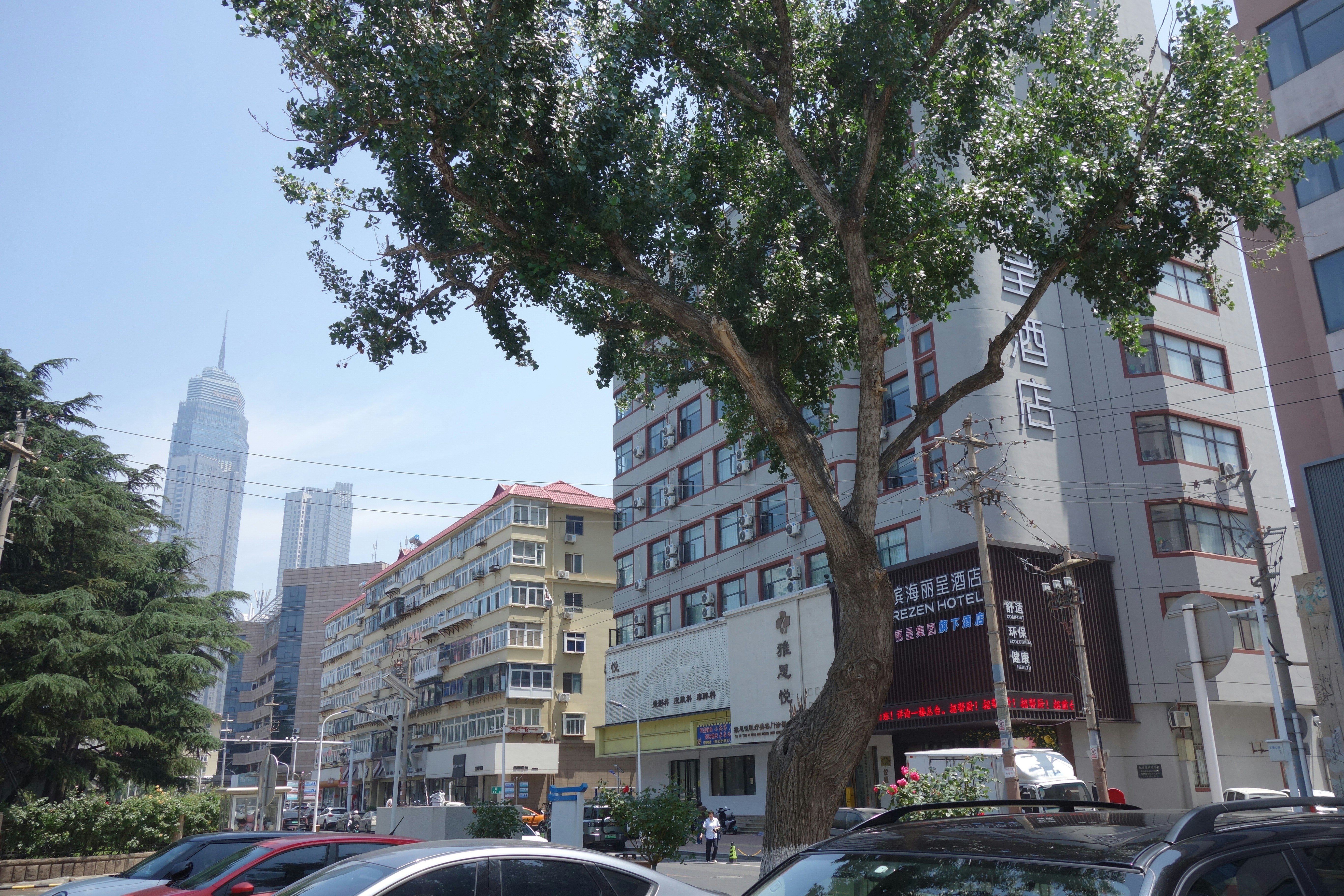 Urban Tree Framing: A City Street Drenched in Sky