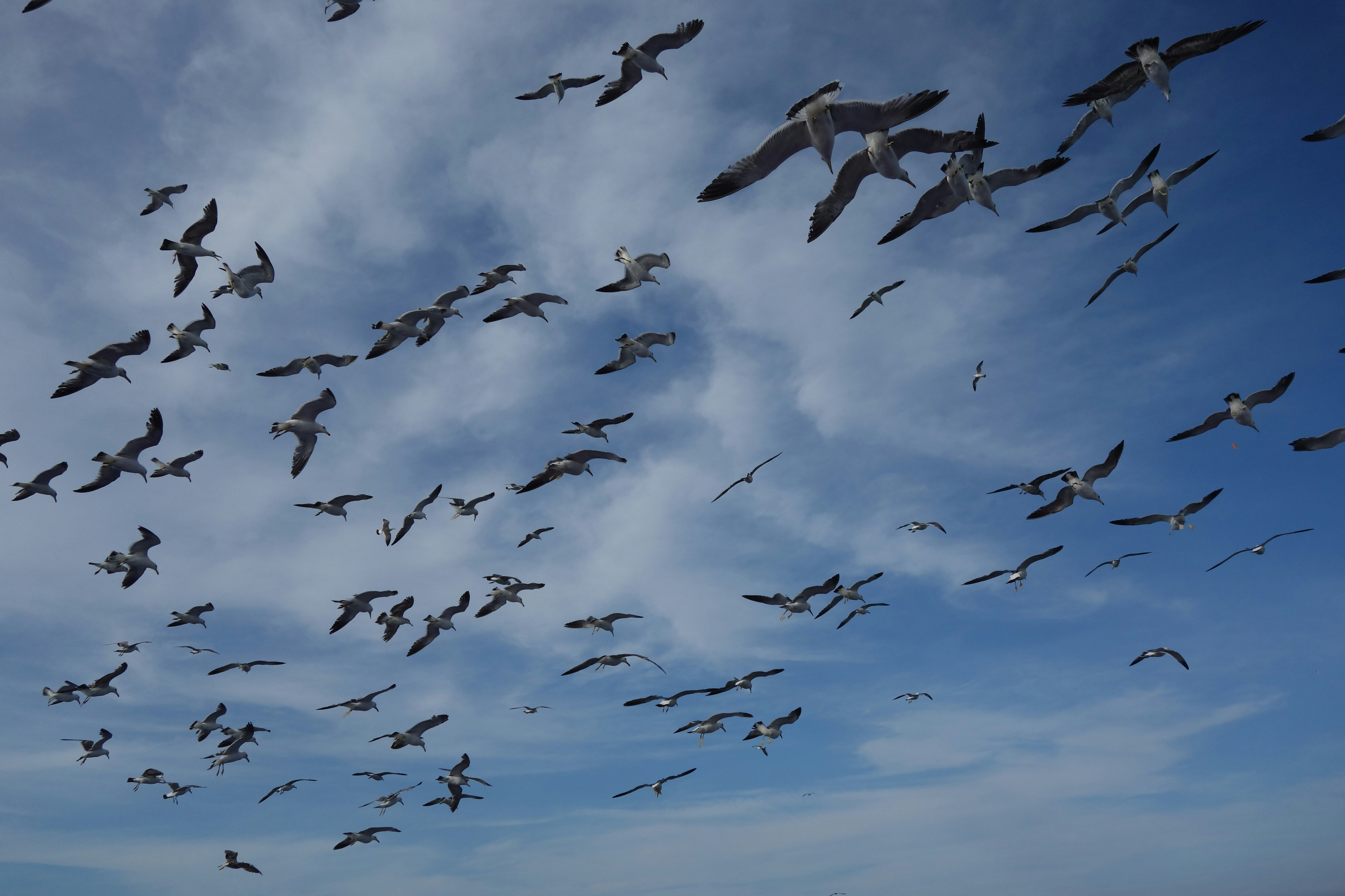 Flight Chorus Under a Clear Blue Canopy