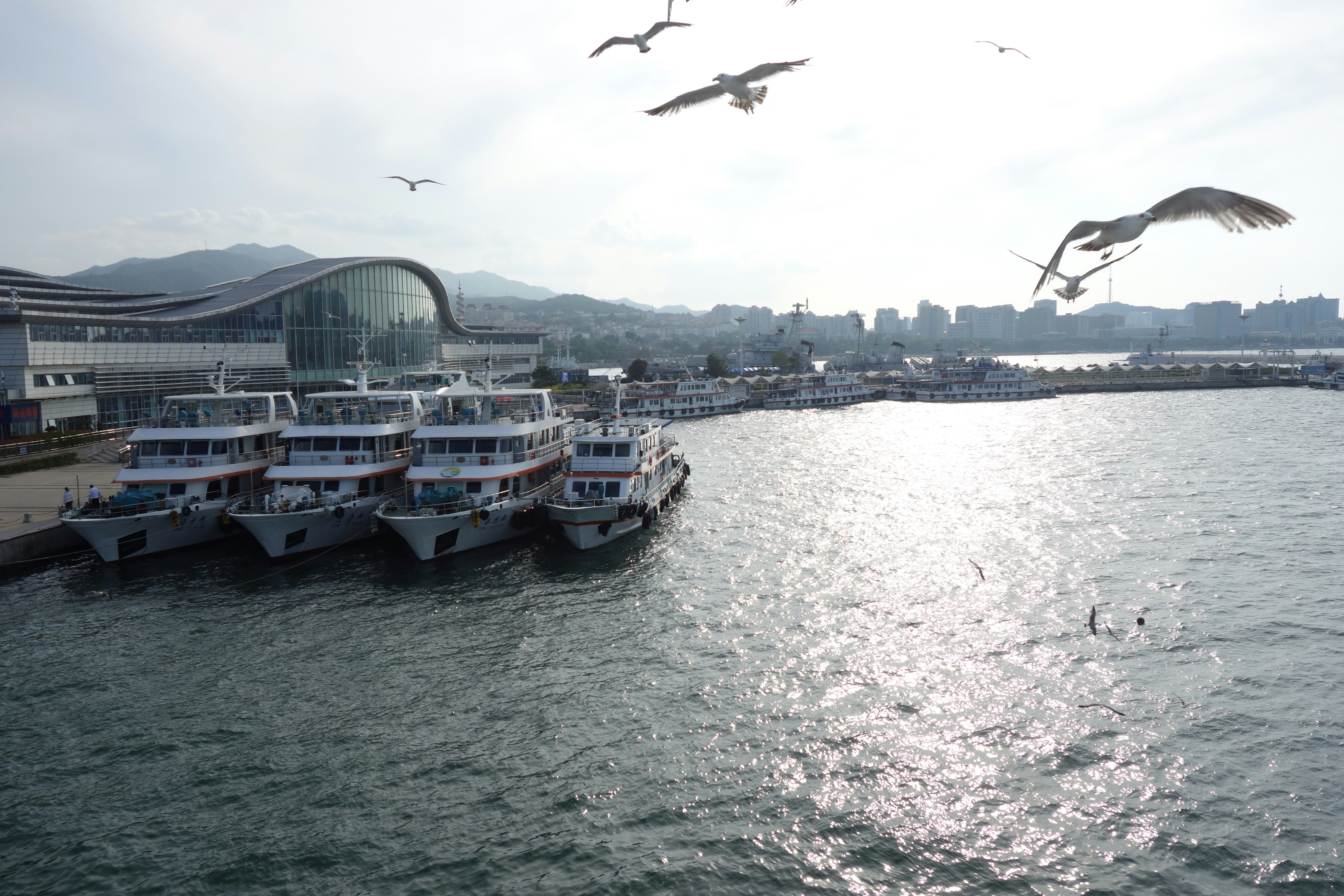 Harbor Morning: Seagulls Over the Docks and Boats