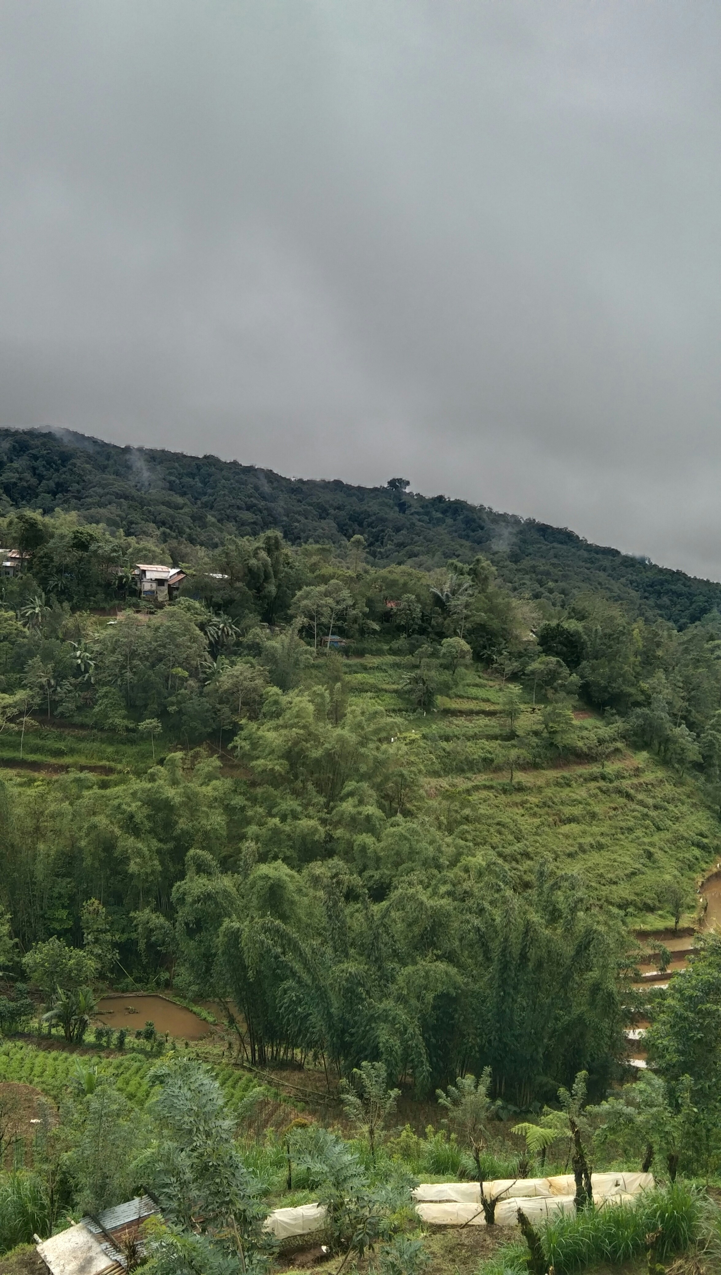 Foto ini merayakan keindahan dan kekayaan alam agraris pedesaan di kawasan dataran tinggi. Lanskap bertingkat (terasering) yang ditumbuhi rimbunnya rumpun bambu, tanaman perkebunan, serta vegetasi lokal menunjukkan hubungan harmonis antara aktivitas manusia dan kelestarian alam lingkungan. Langit mendung berselimut kabut tipis di kejauhan menciptakan nuansa dingin, tenang, dan segar khas area pegunungan. Foto ini berupaya menggugah kesadaran akan pentingnya menjaga ekosistem perbukitan serta mengapresiasi kearifan lokal masyarakat dalam mengelola lahan secara berkelanjutan.