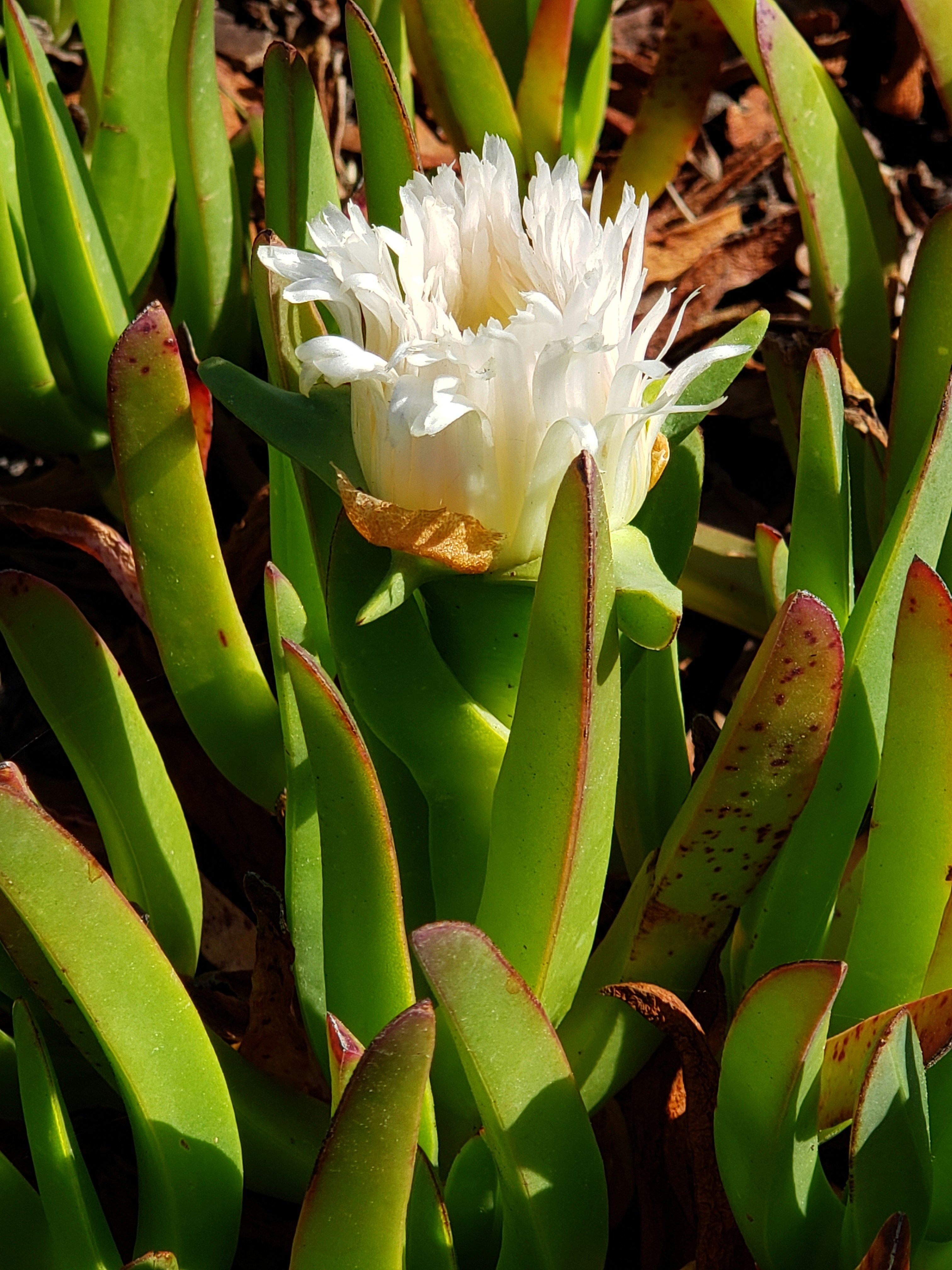 Close-up of a pale white tulip blooming amid green, spiky leaves; the flower is the focal point with surrounding foliage providing contrast and depth.