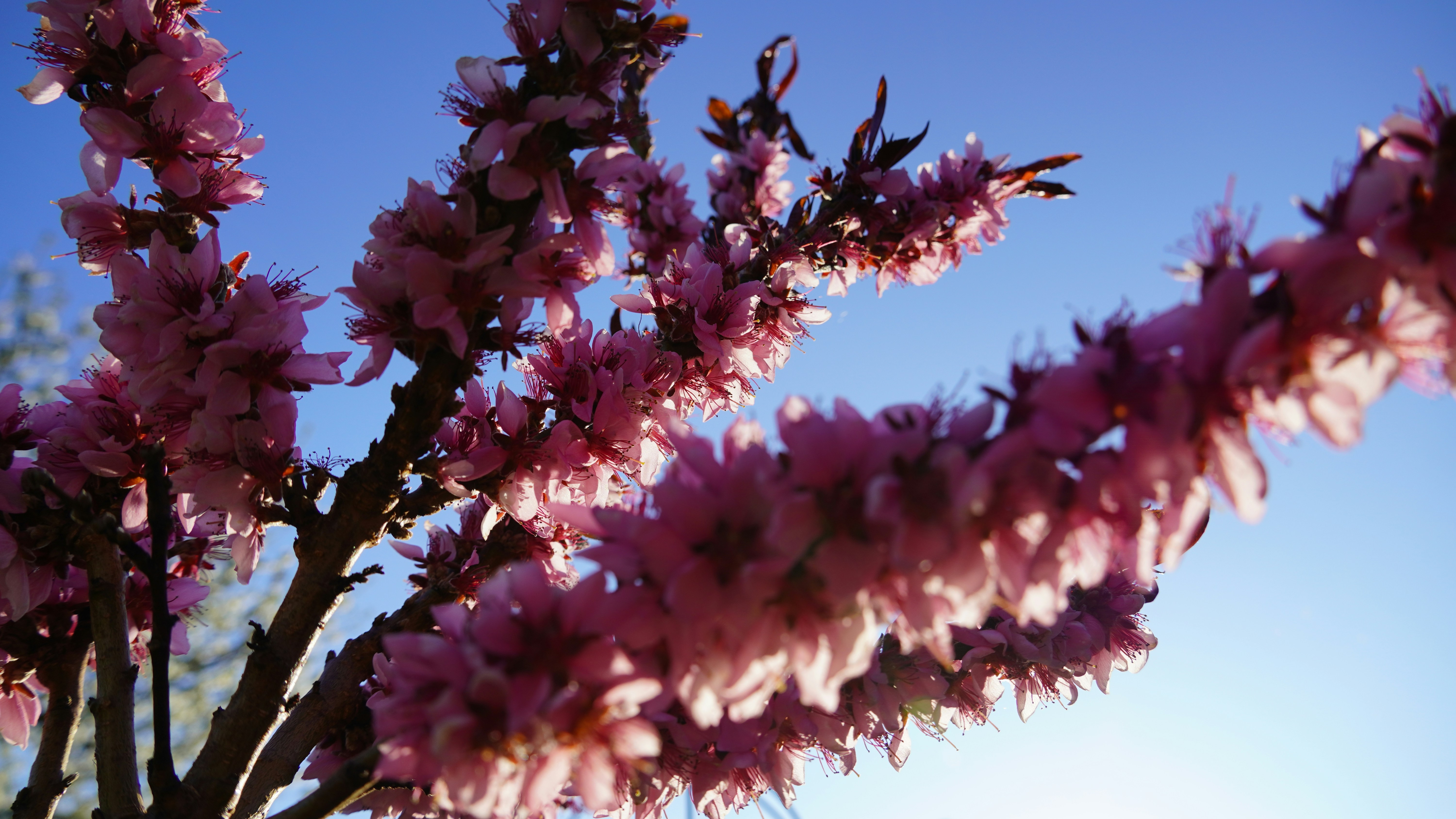 Crimson blossoms against a clear blue sky