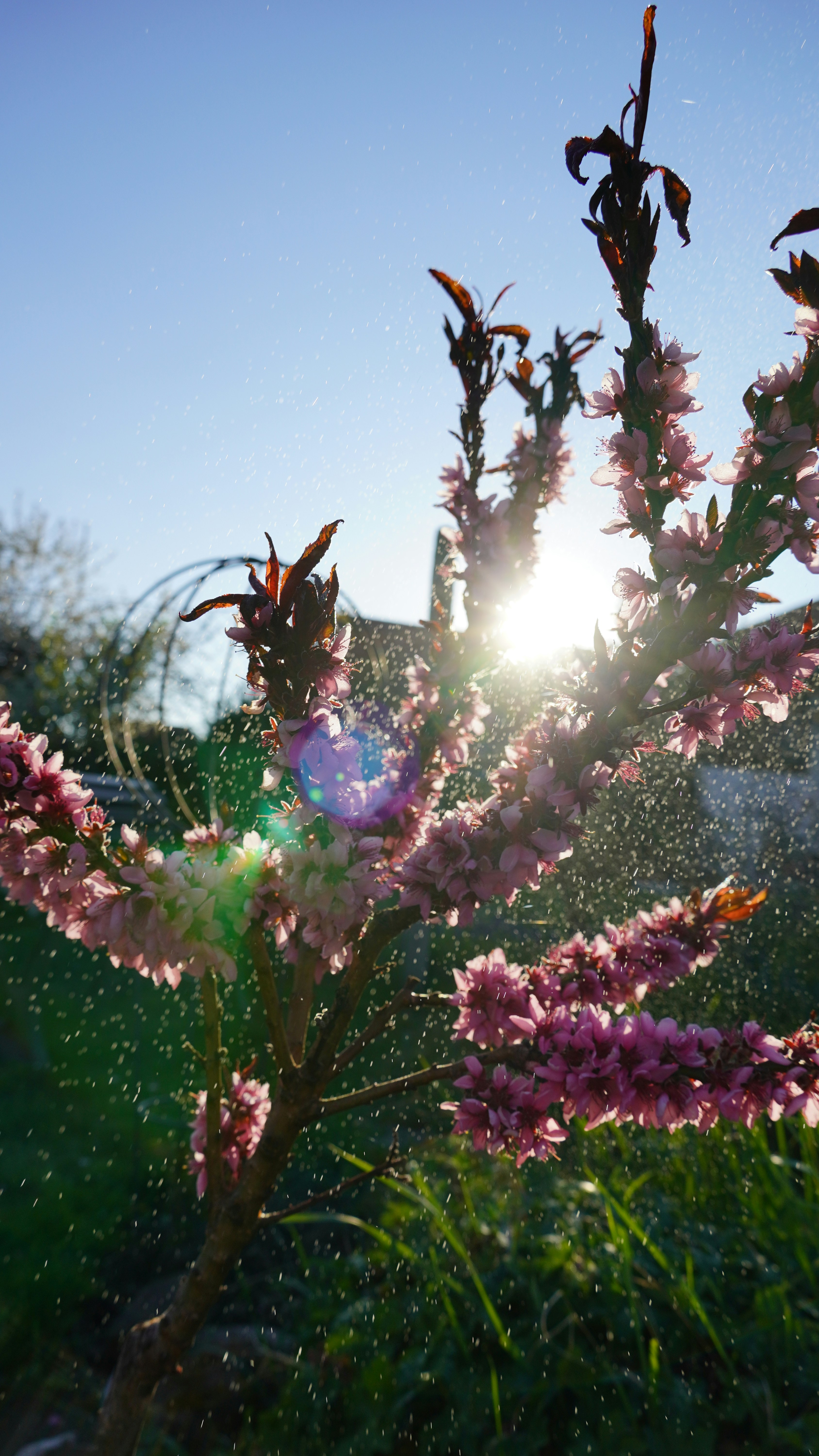 Backlit Blossom Burst Under a Sunlit Sky
