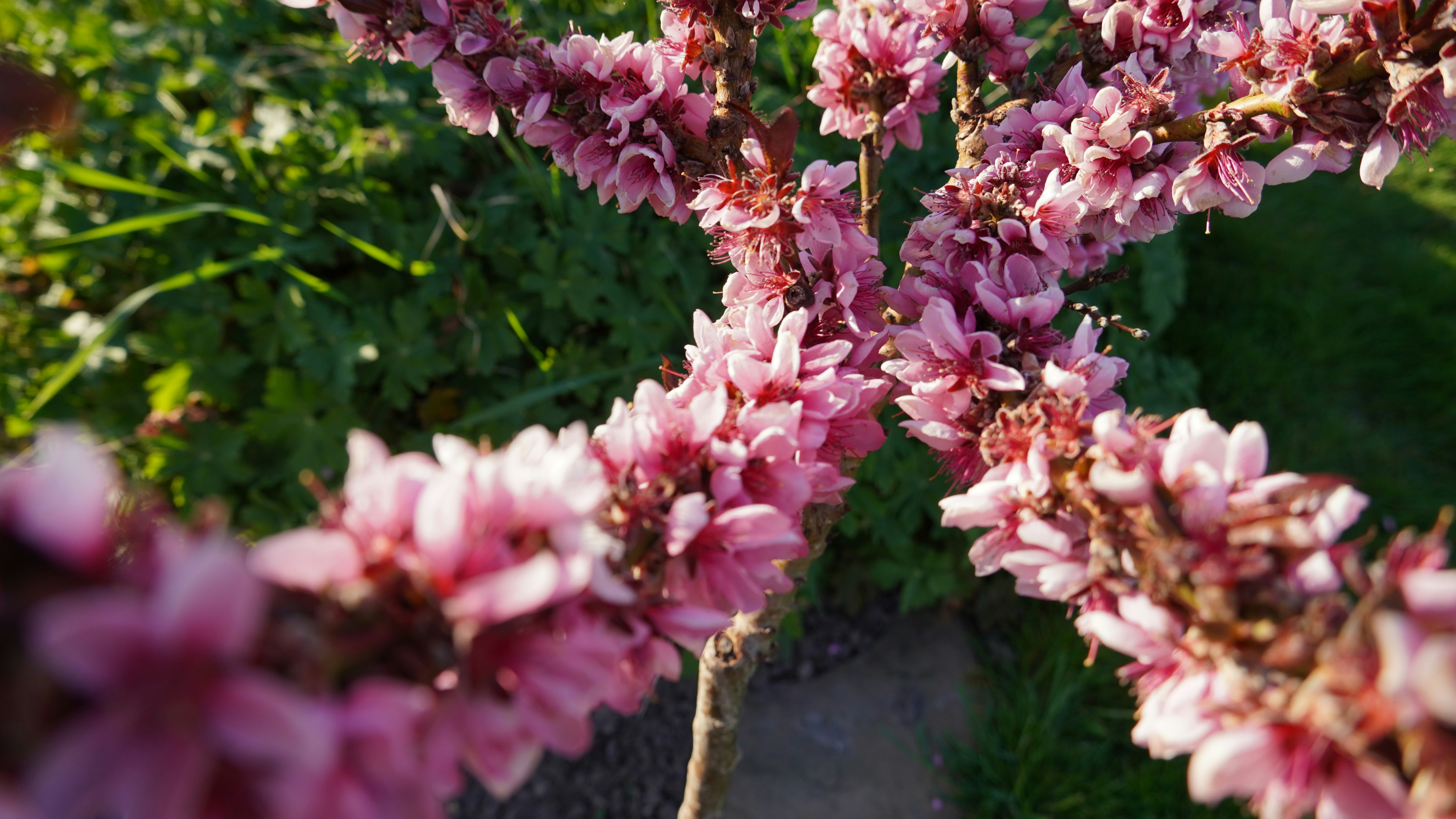 Blooming fringe: pink blossoms edge a sunlit garden path