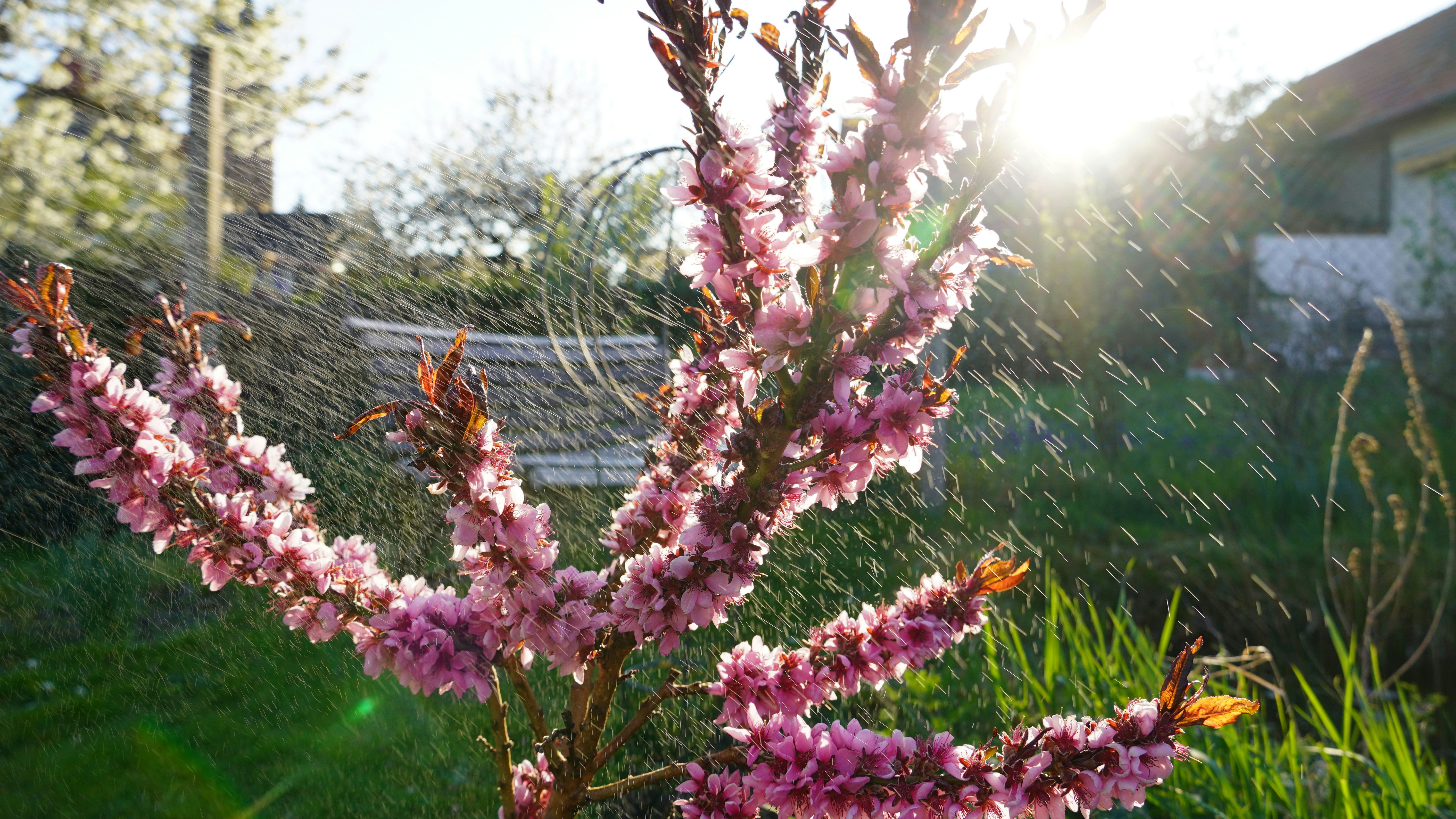 Sunlit Pink Blossoms Veiled by Garden Mist
