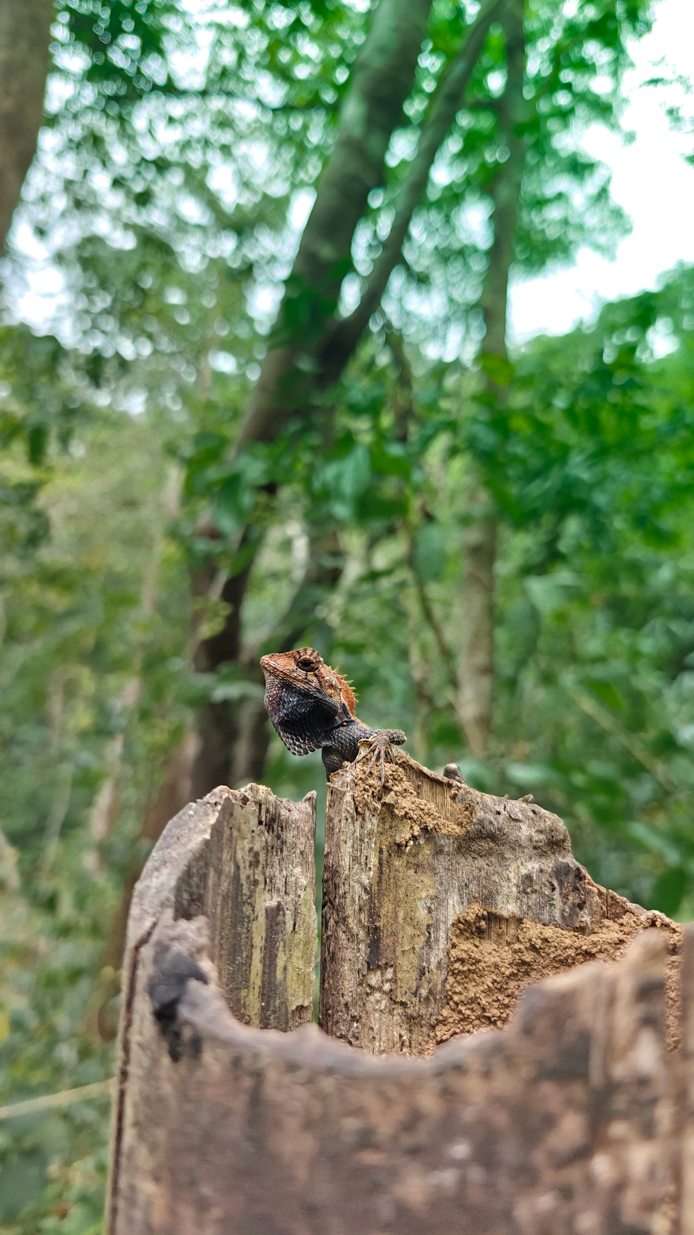 Tiny lizard perched on weathered wood with a blurred forest backdrop, capturing a moment of resilience in nature. The scene includes a rugged stump and soft bokeh background.