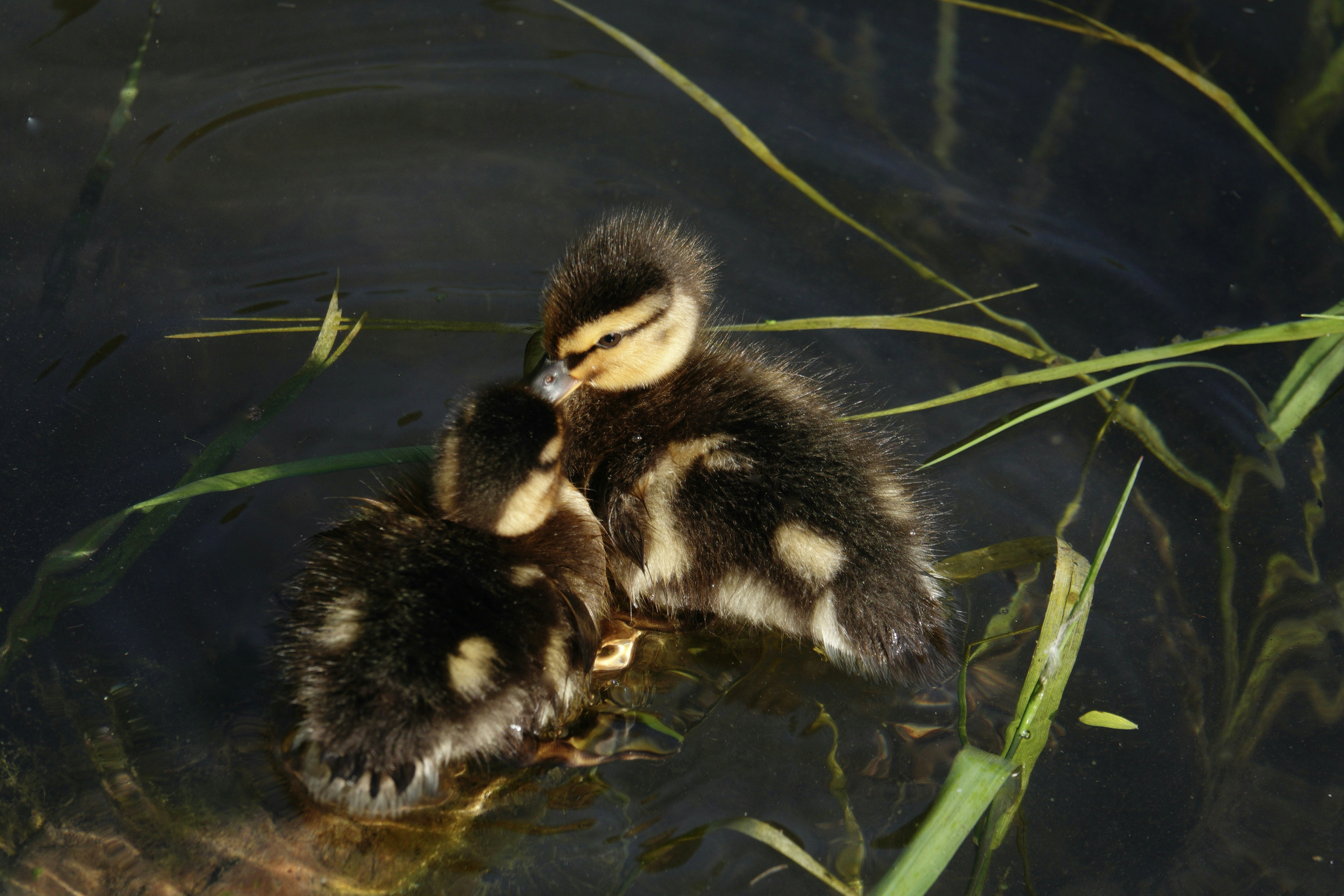 Tender Duckling Duo Adrift on Quiet Water