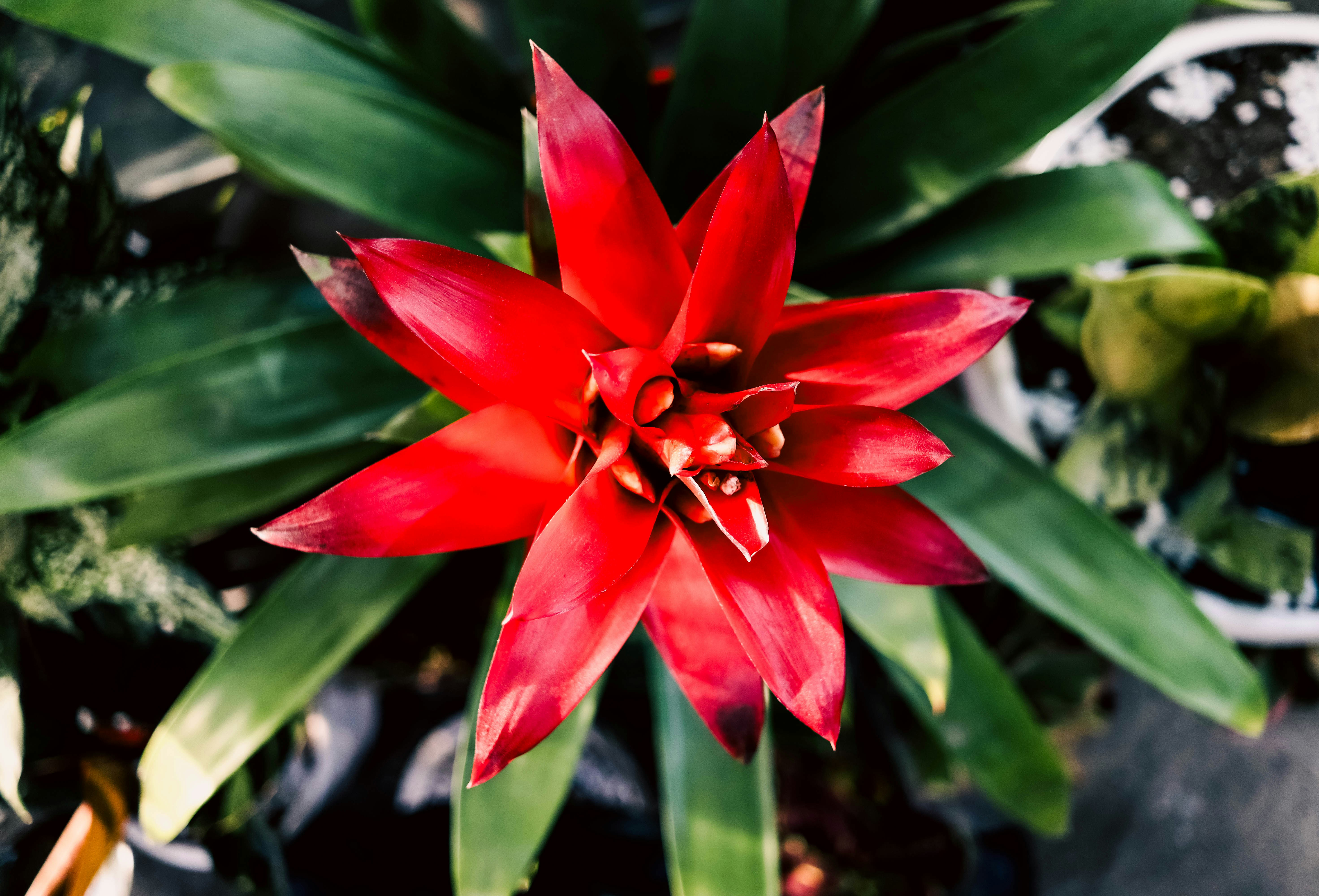 Crimson Bloom: A Starburst of Petals at Center Stage