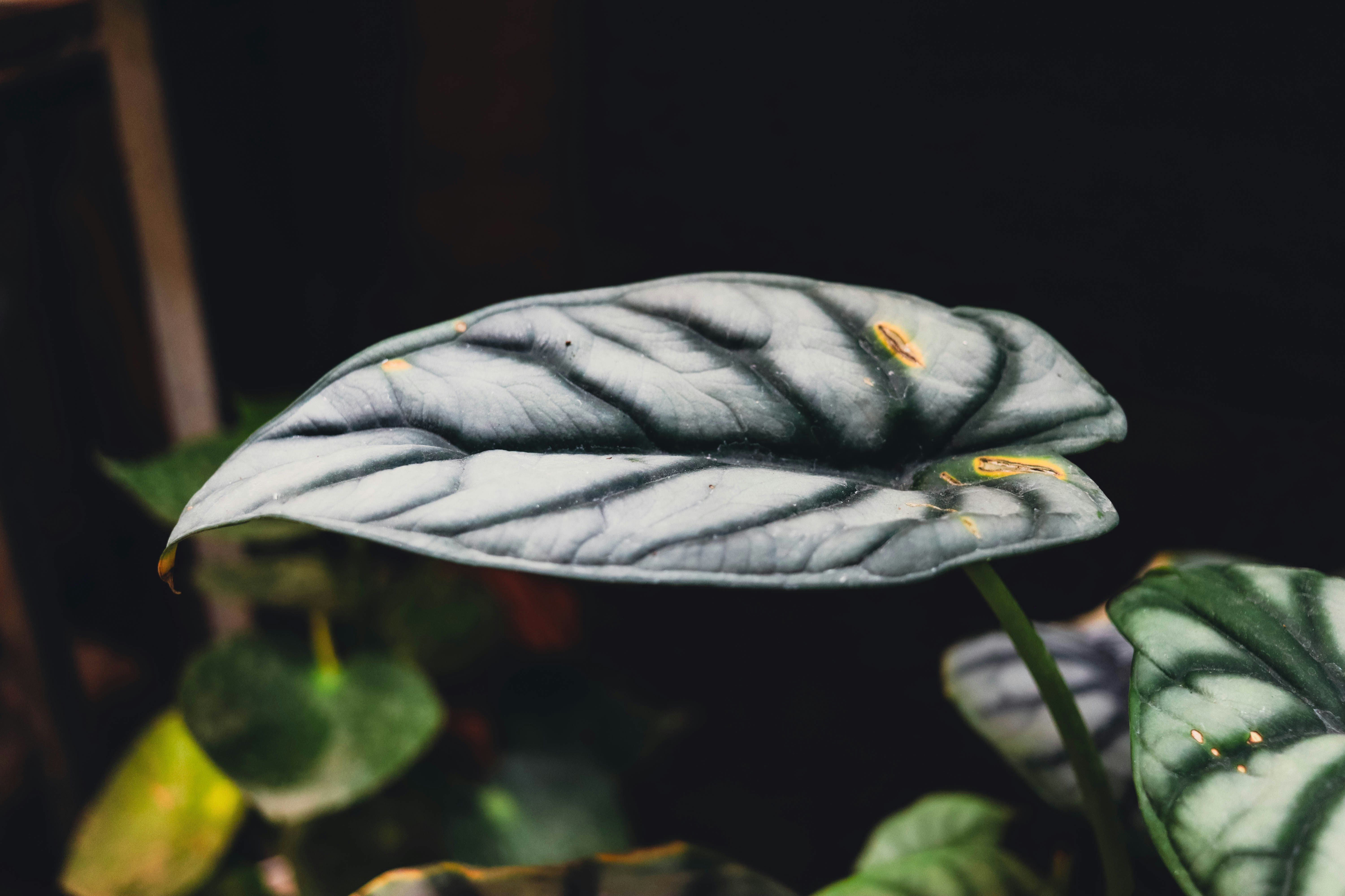 Moonlit Leaf: Subtle Veins and Shadows in Low Light