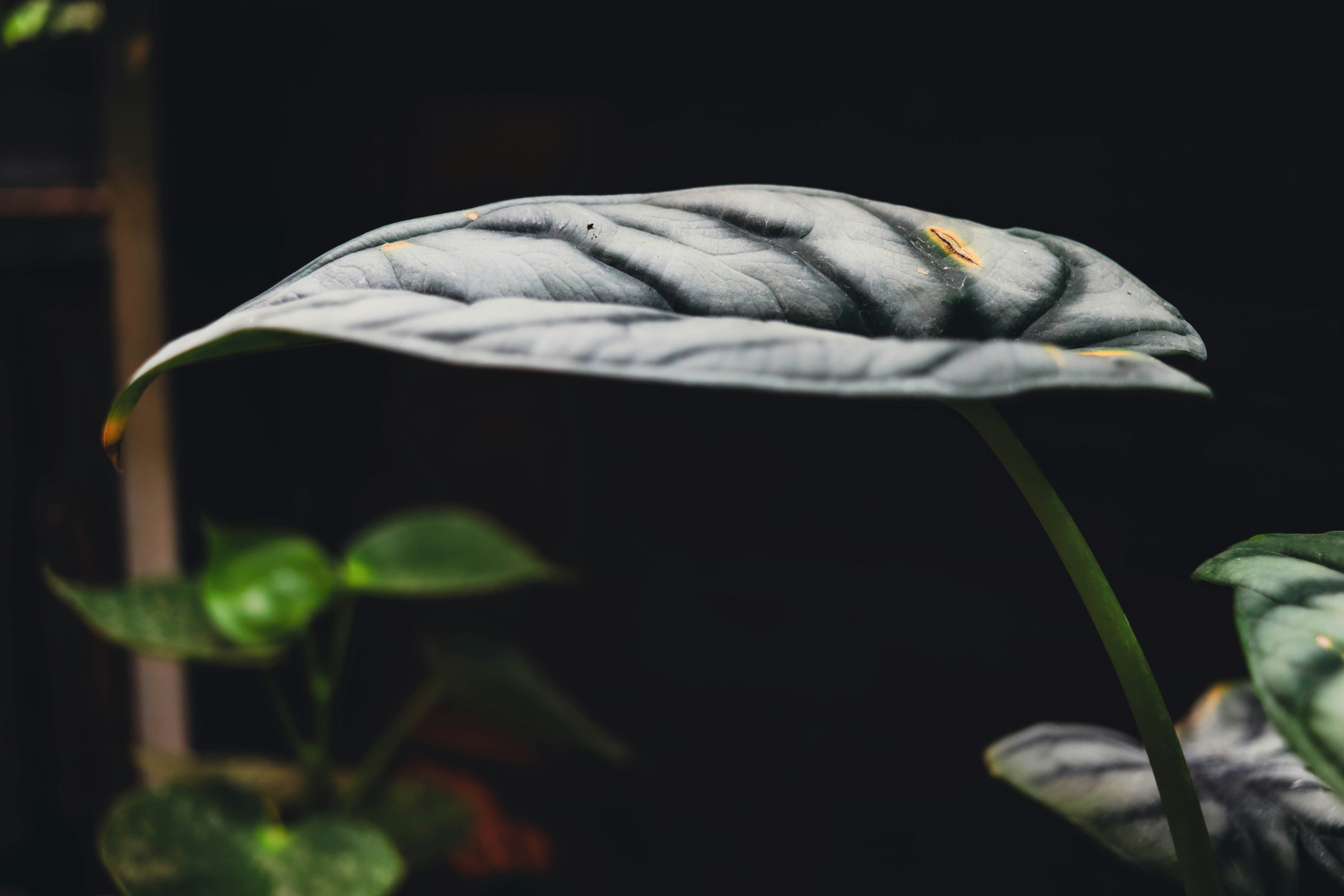 Dark Leaf in Focus: A Solo Spotlight on a Magnolia-like Blade