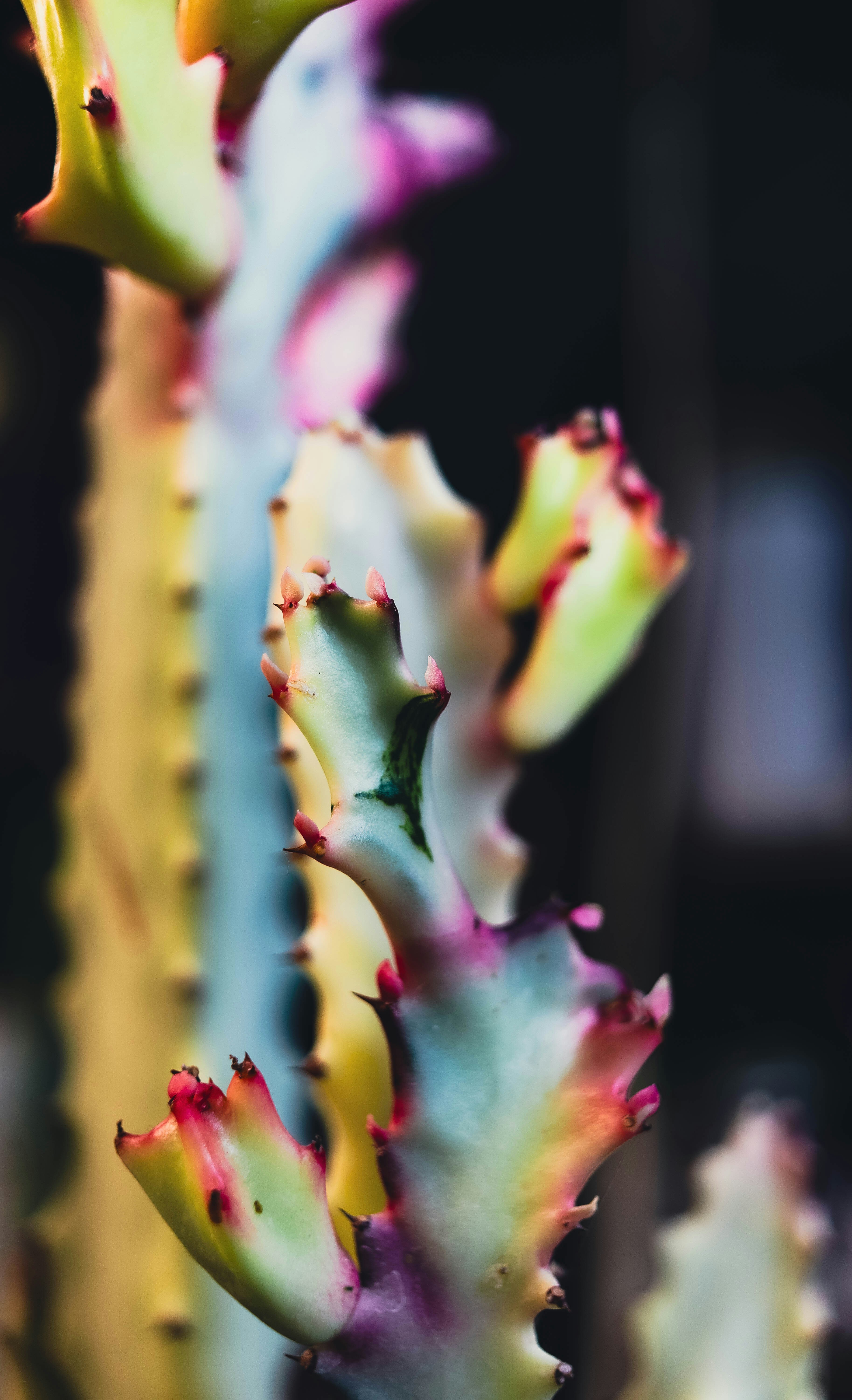 Vibrant Thorns: A Cactus Tale in Colorful Edges