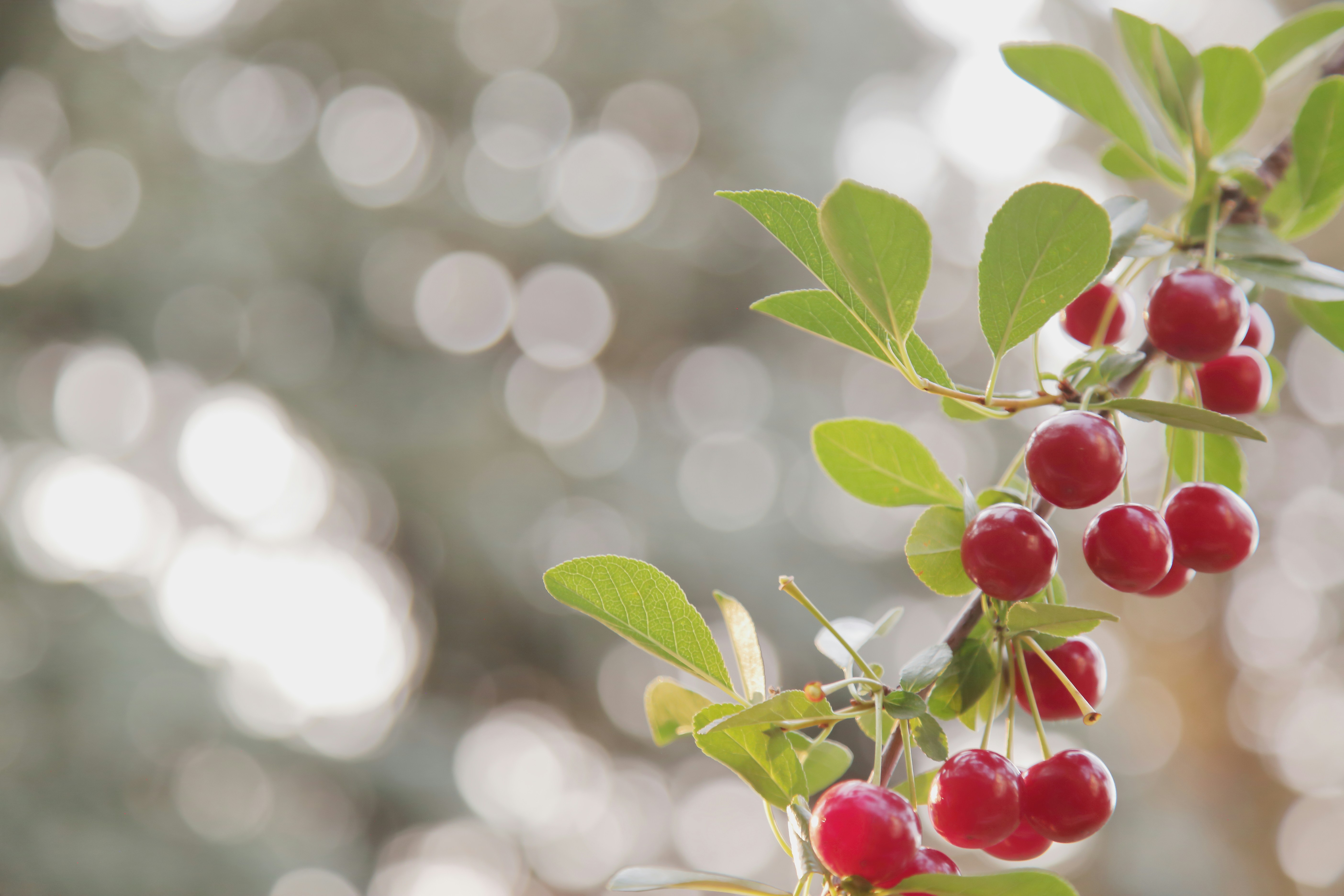 Cherries in Sunlit Focus: A Branch with Red Berries against a Soft Bokeh Backdrop