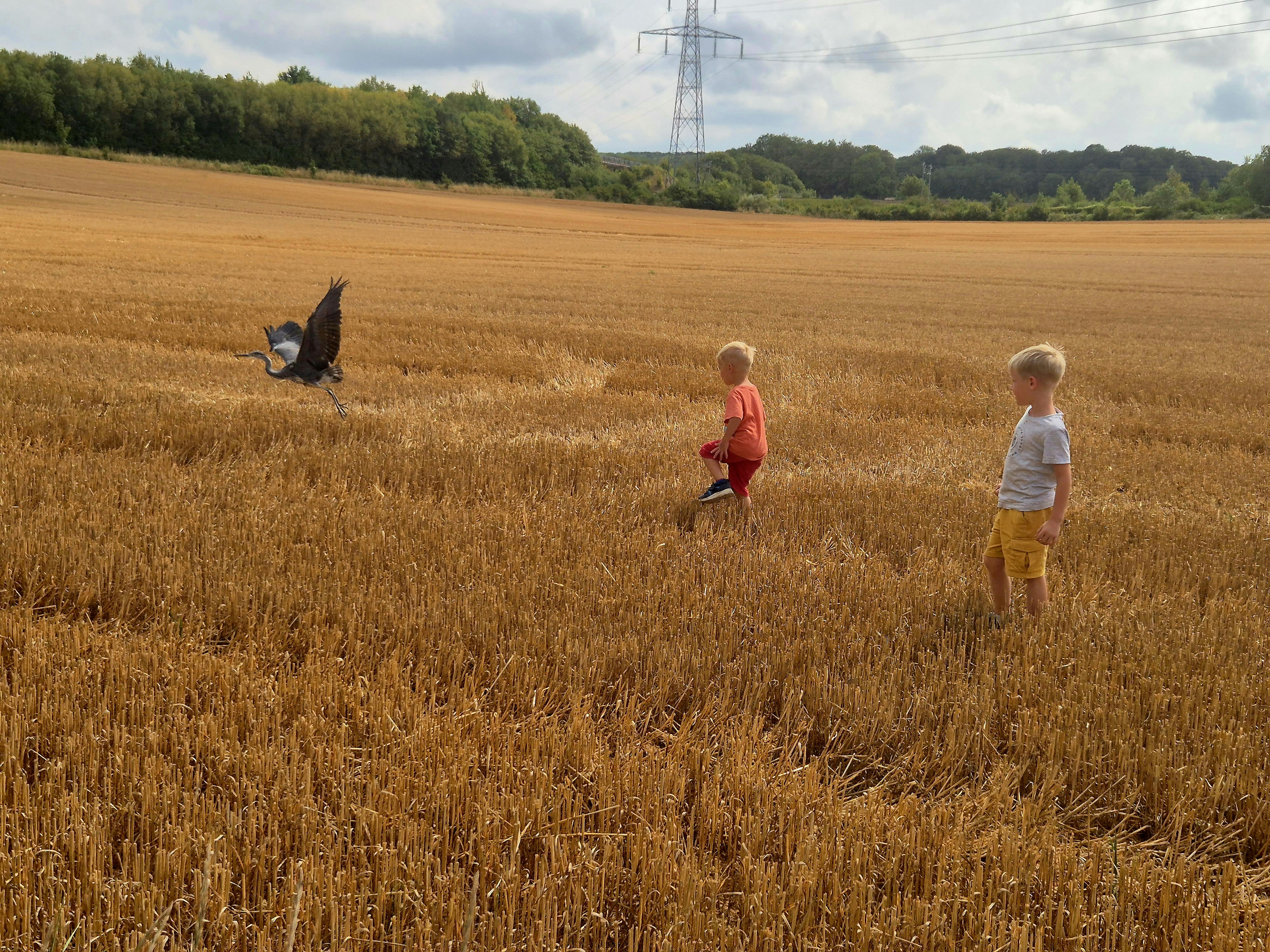 Field of Play: Children Chasing a Bird in a Golden Harvest