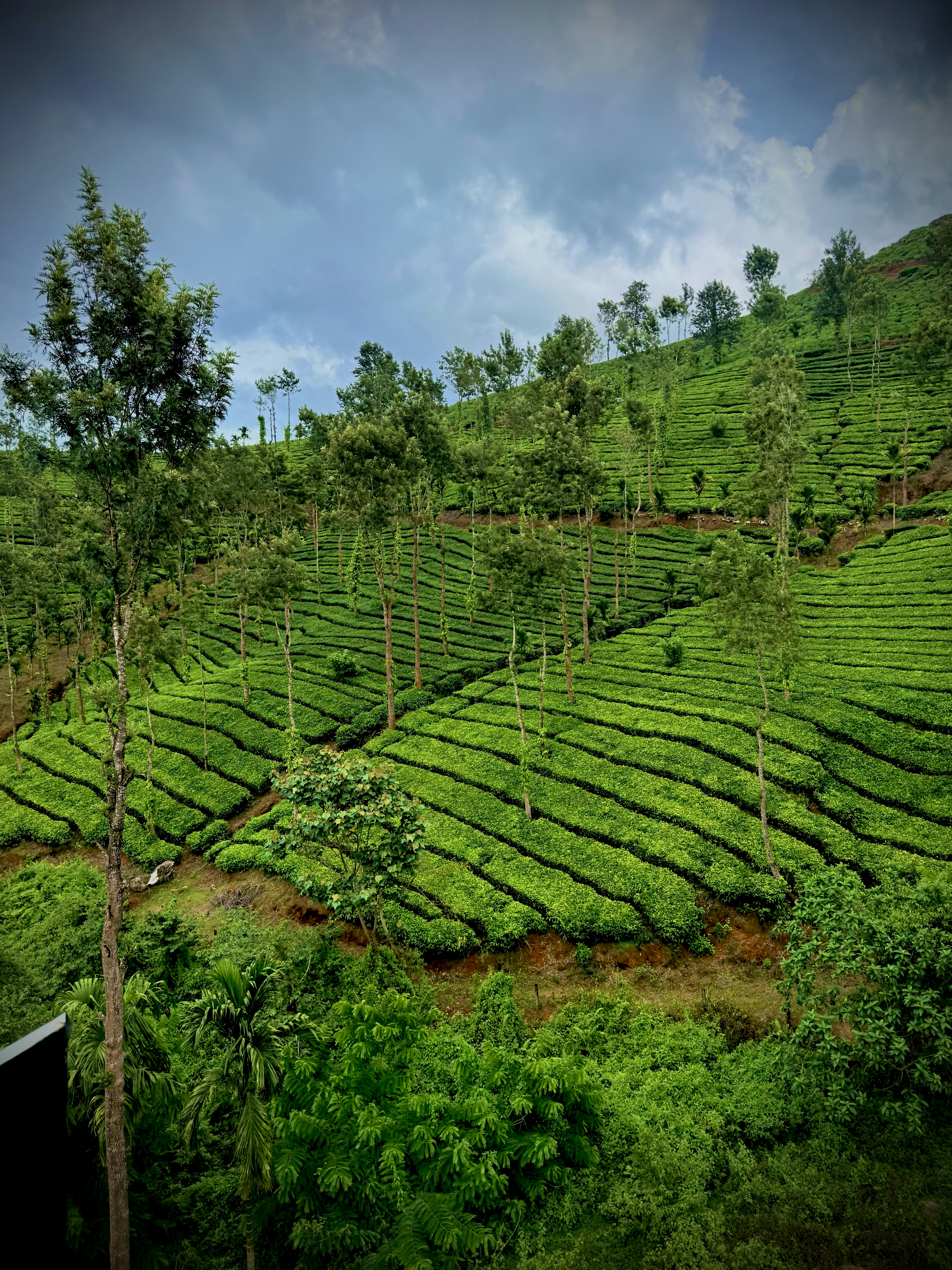 Terraced Green: Hillside Tea Plantations Carved in Green Velvet