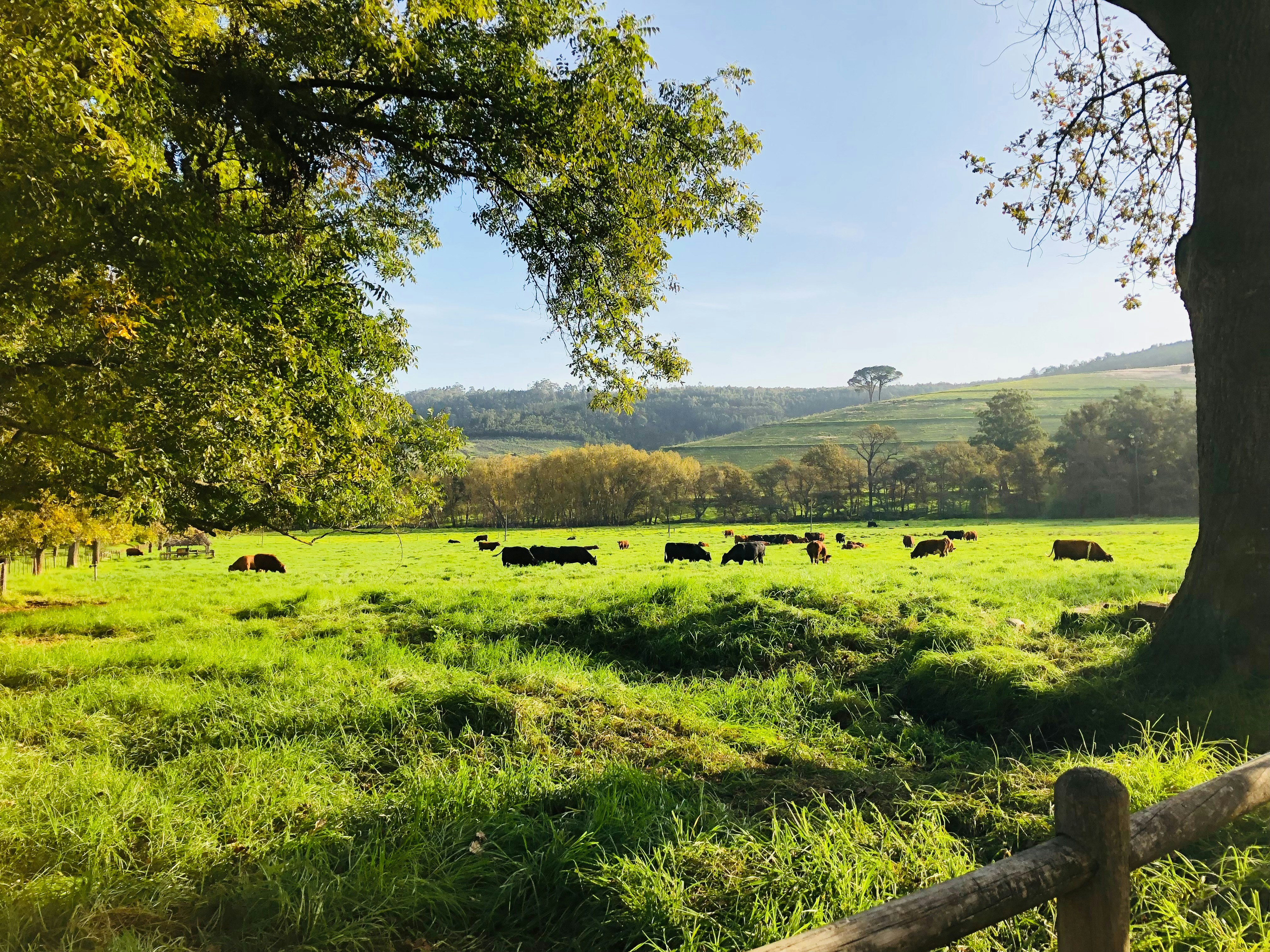 Pasture Serenade: Cattle in a Sunlit Field Under Broad Skies