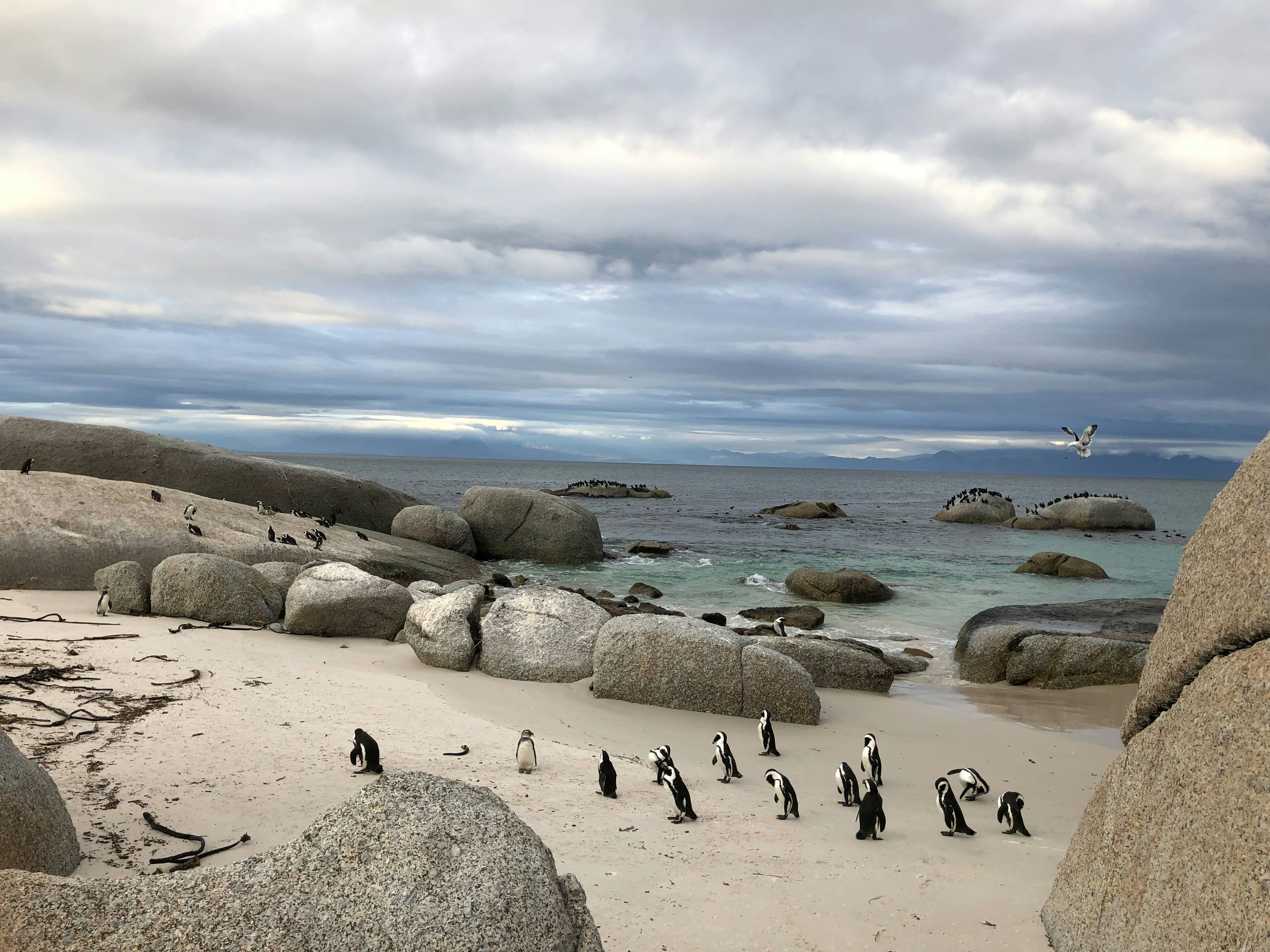 Penguin Parade on a Pebble-Verse Shore