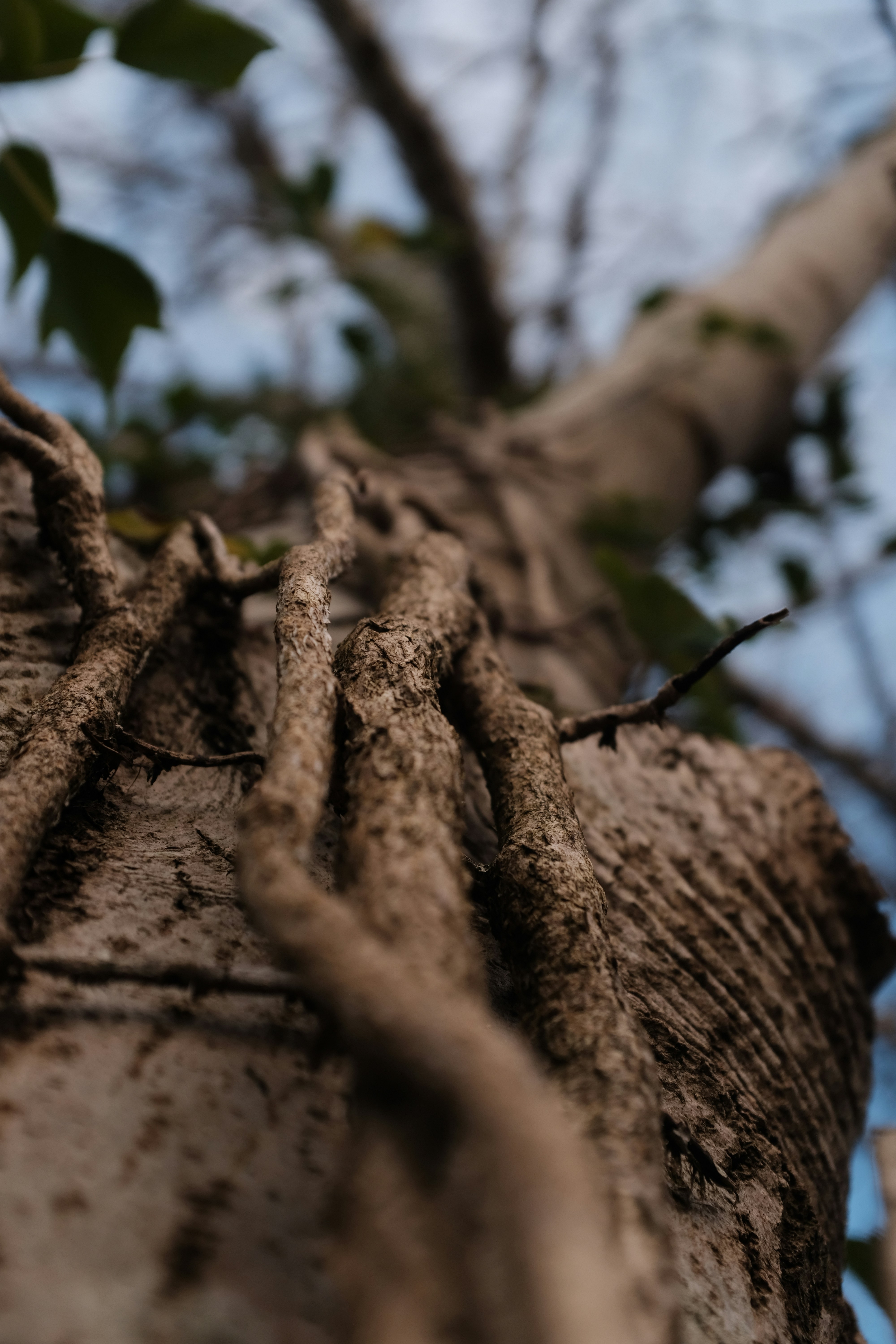 Rising Perspective: A Gnarled Tree Cling to the Sky