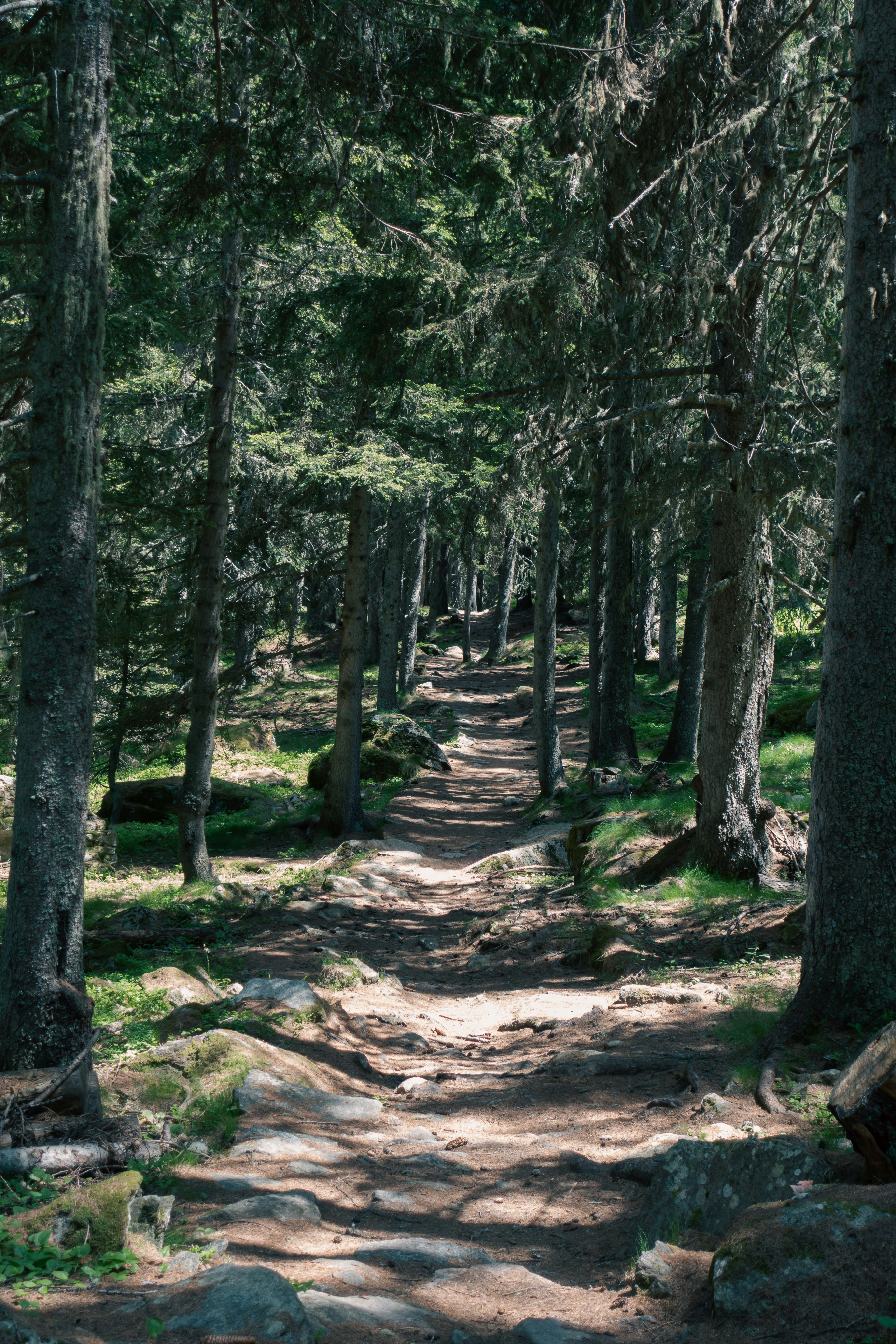 Forest Pathway: Light Weaves Through Silent Pines