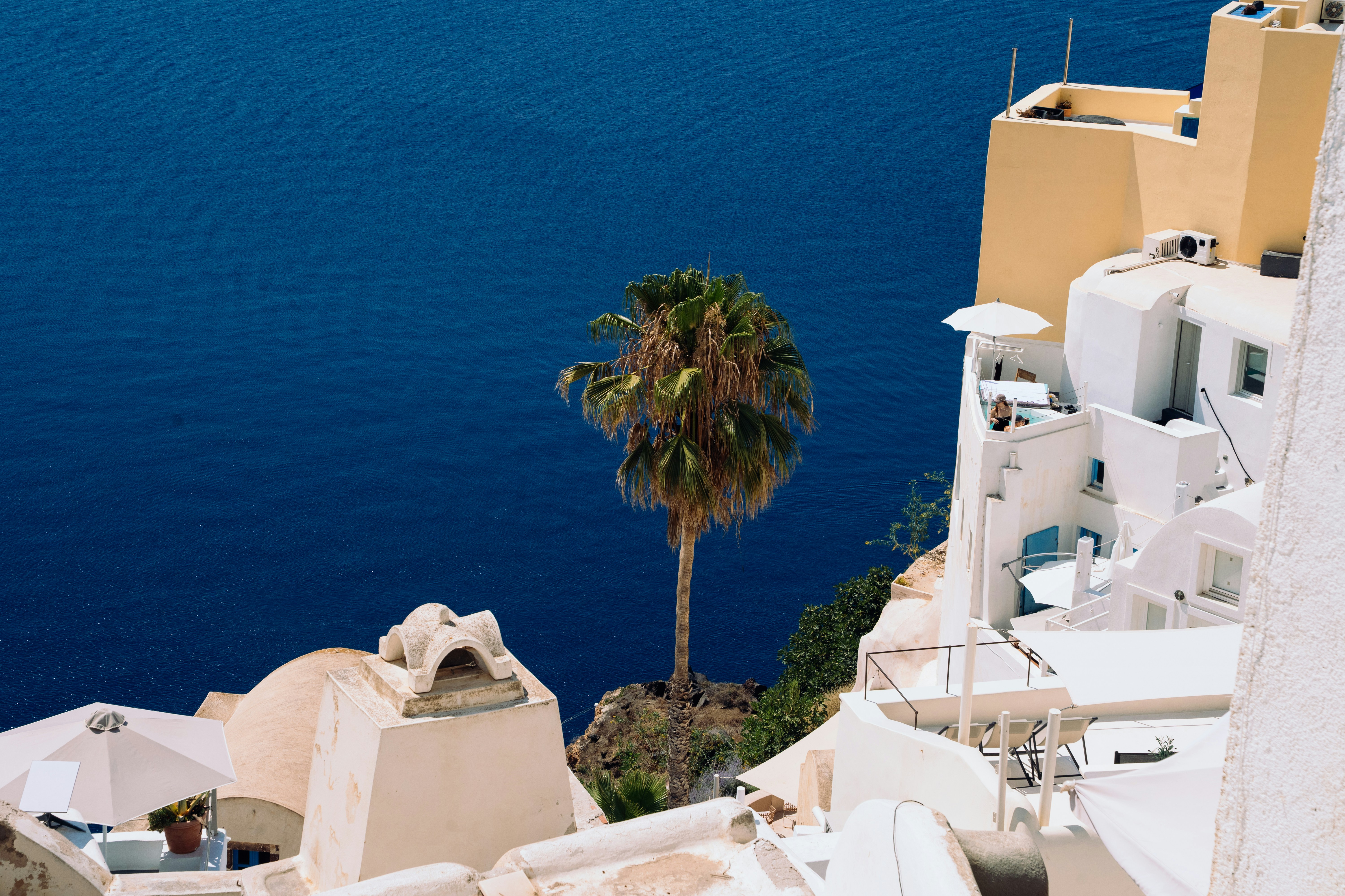 Lone Palm Above Cerulean Sea in An Oceanfront Santorini Terrace