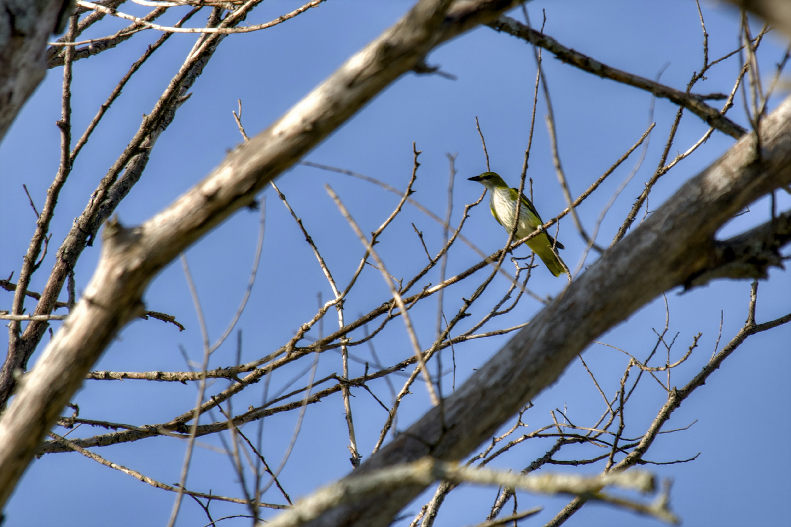 Tiny Warbler Amid Bare Branches Under a Clear Sky