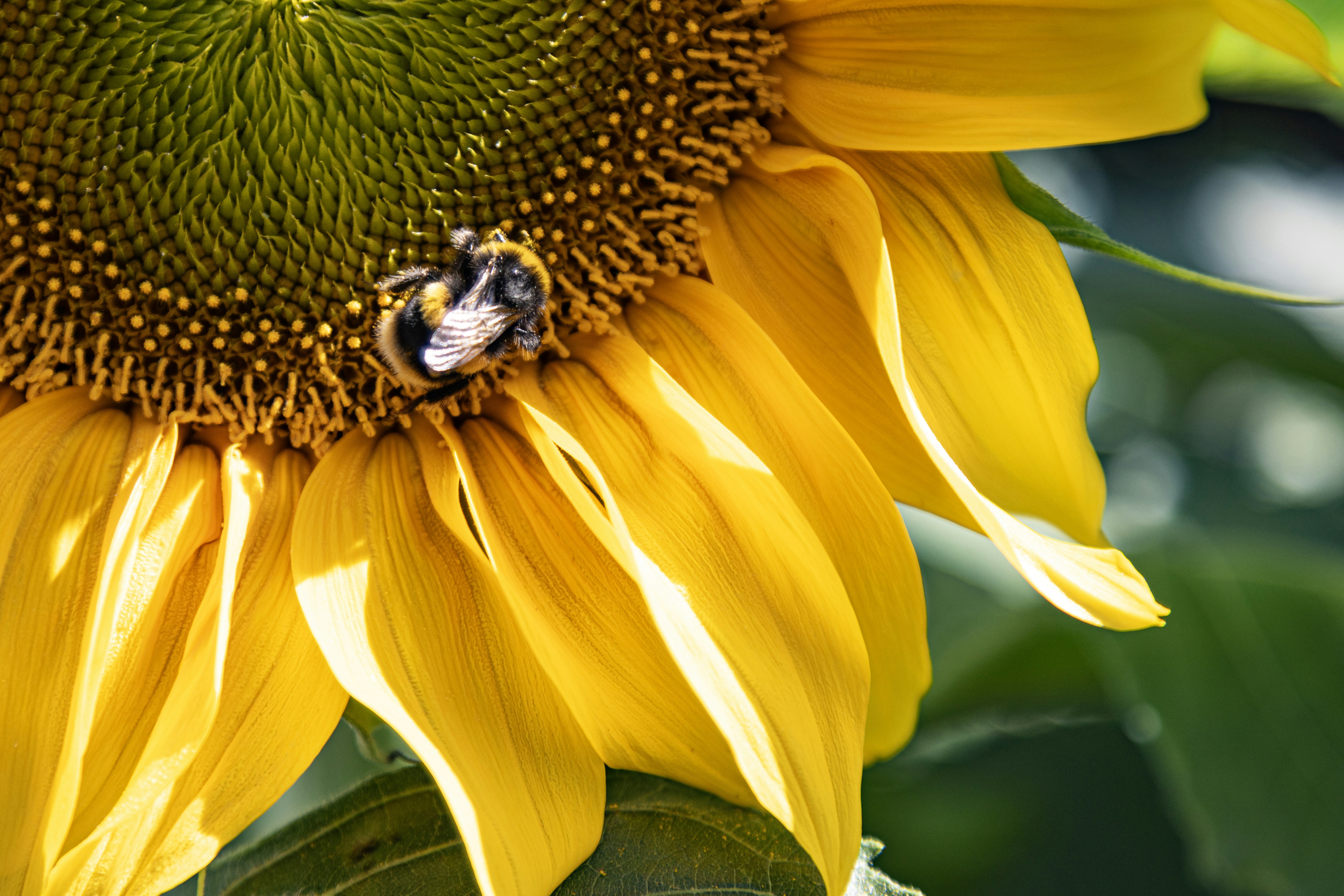 Close-up of a bee on the sunflower's central disk with vivid yellow petals and green background details.
