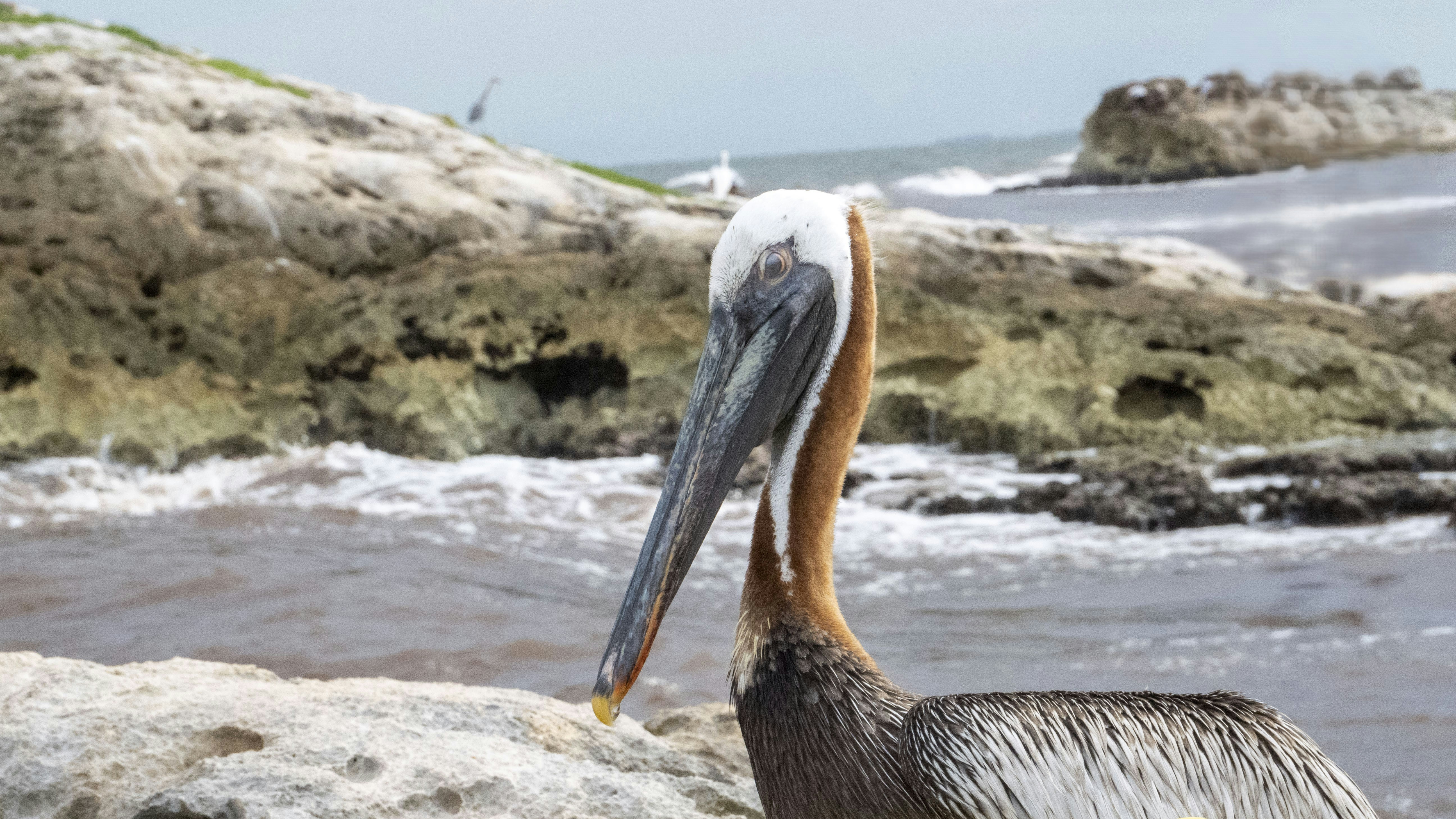 Lonely Pelican Portrait on Rugged Shore