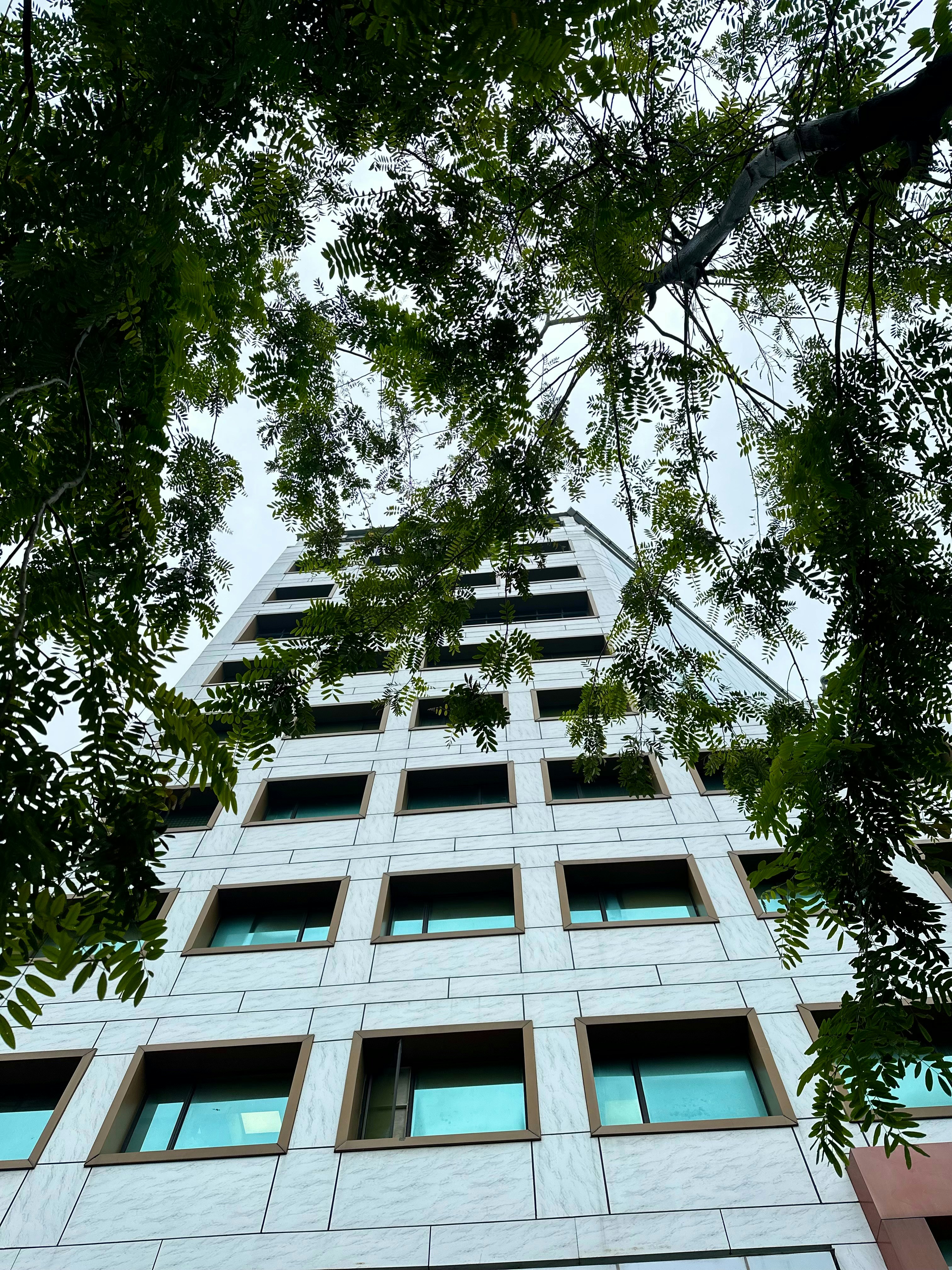 Upward Gaze: A Modern Facade Framed by Canopy