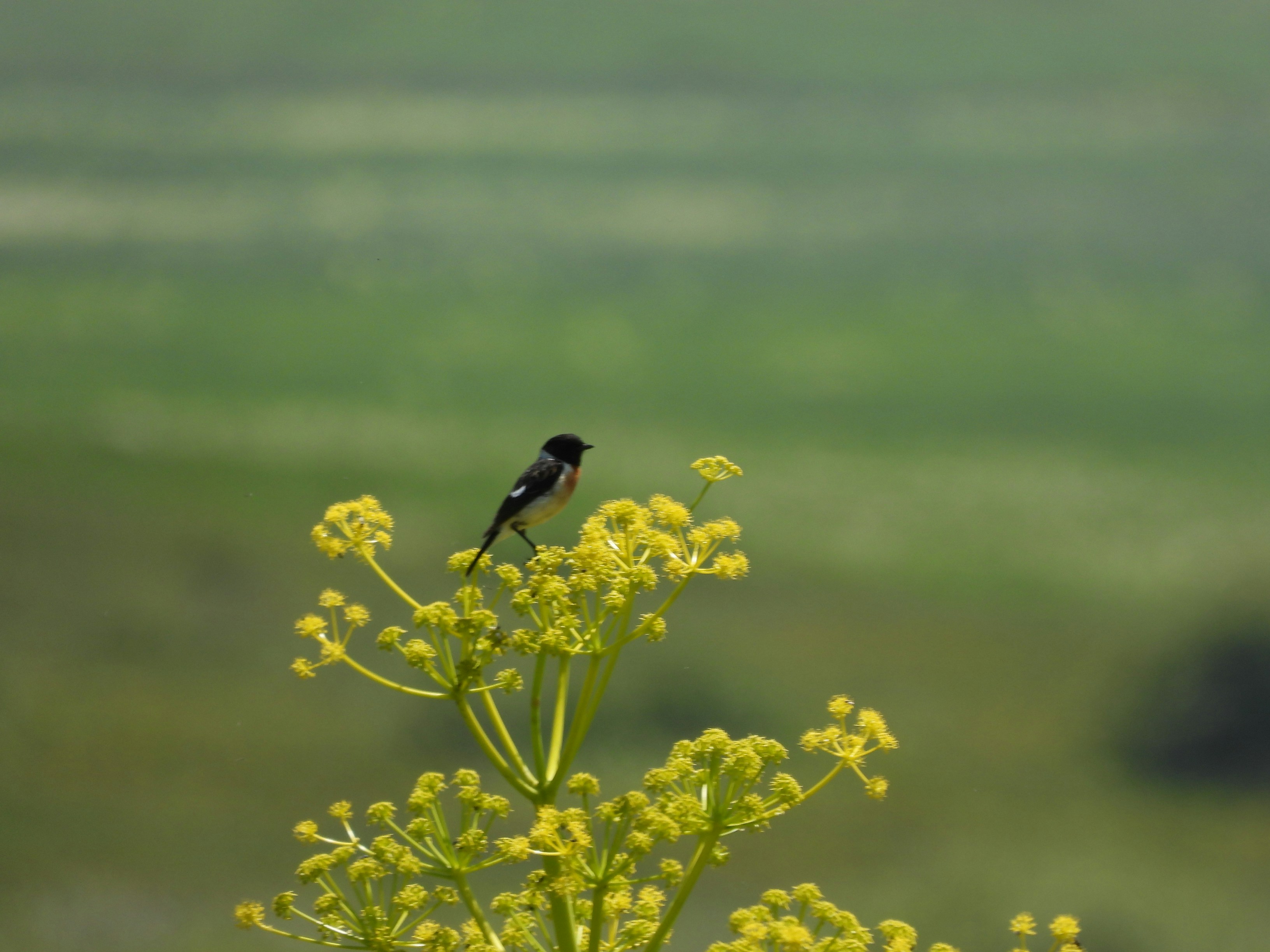 Photo by Natalia Slastnikova with Nikon Coolpix P1100