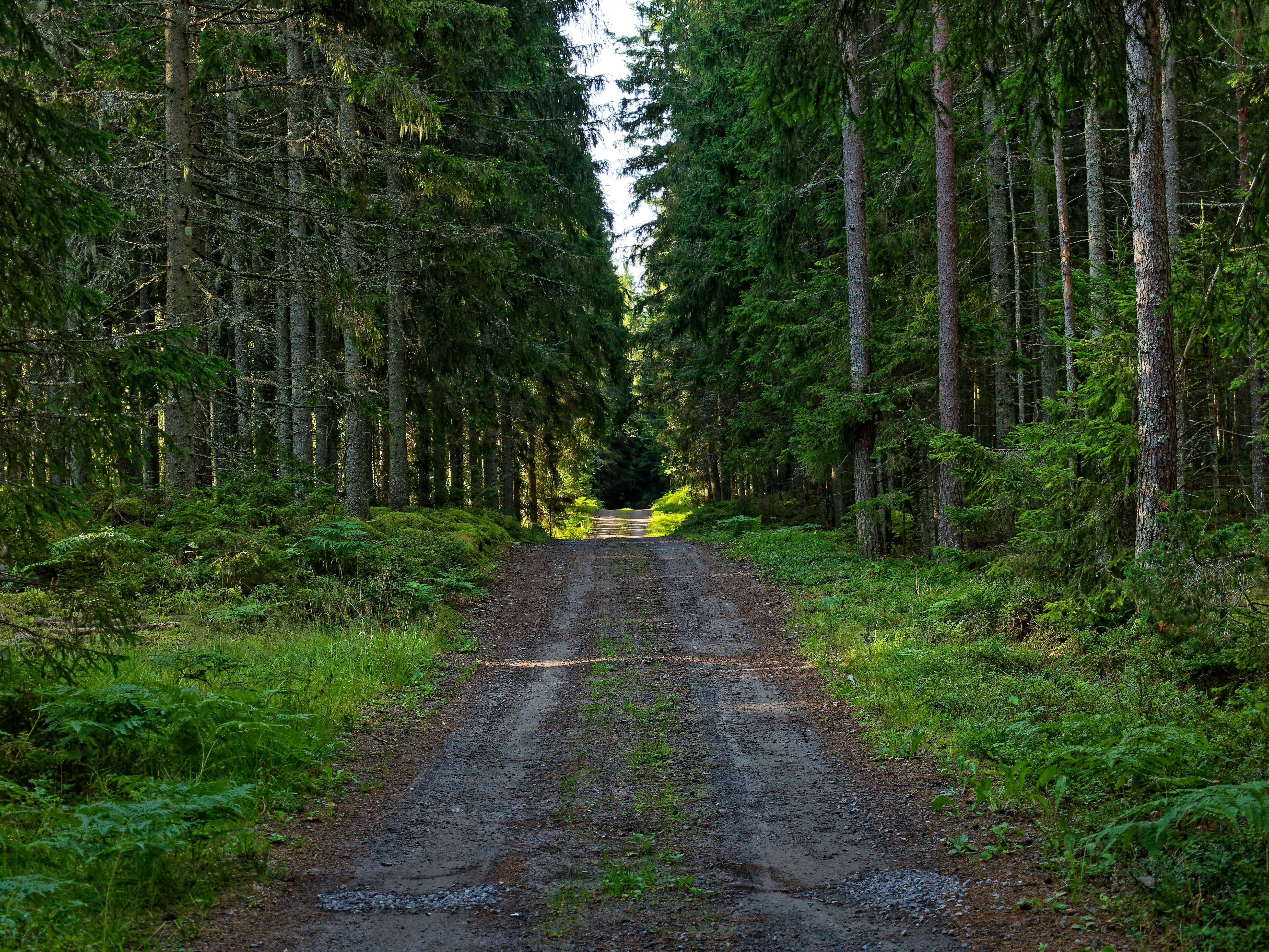 Forest Boulevard: A Sunlit Path Through Towering pines