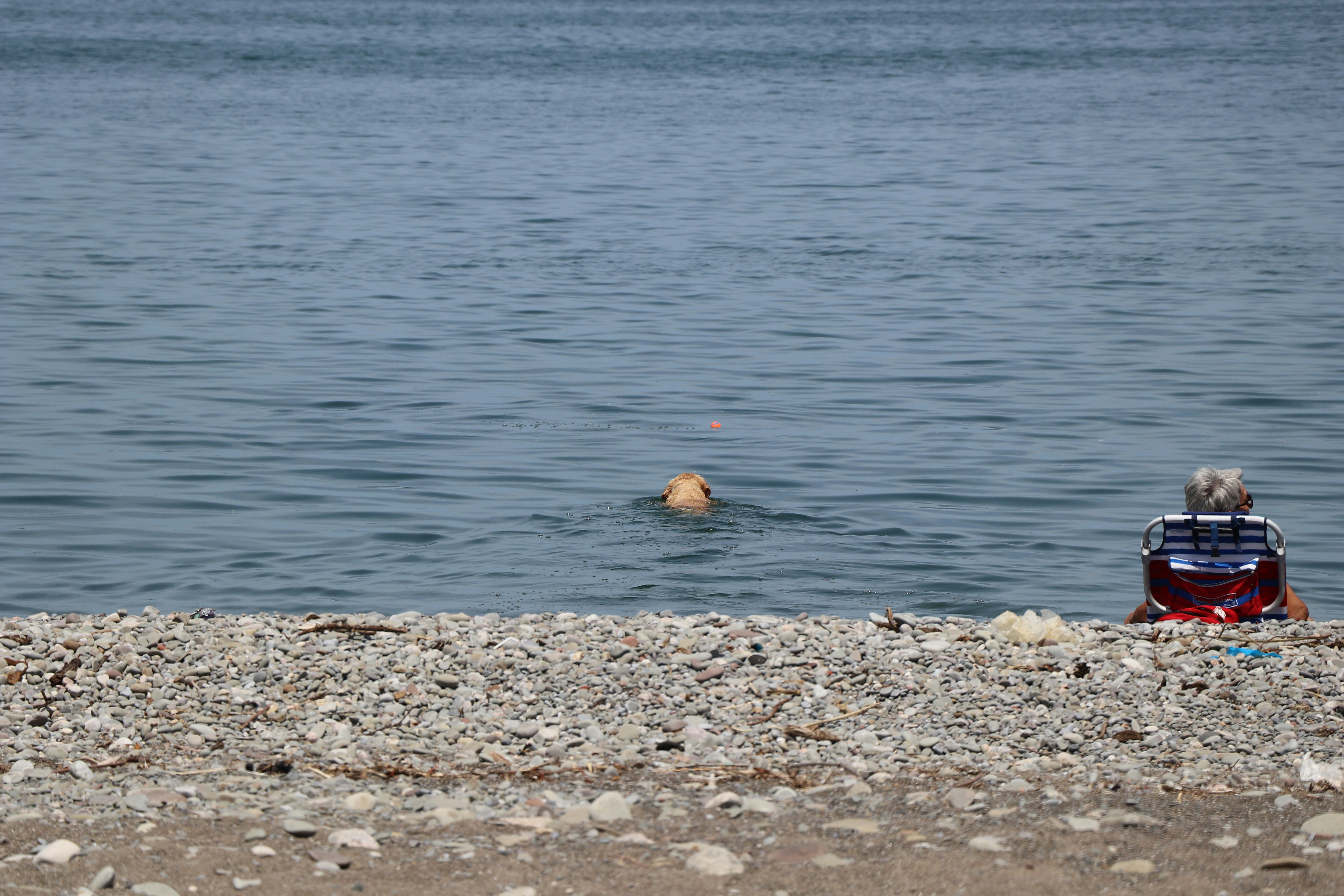 Sentry by the Shore: A Dog and Observer at the Water's Edge
