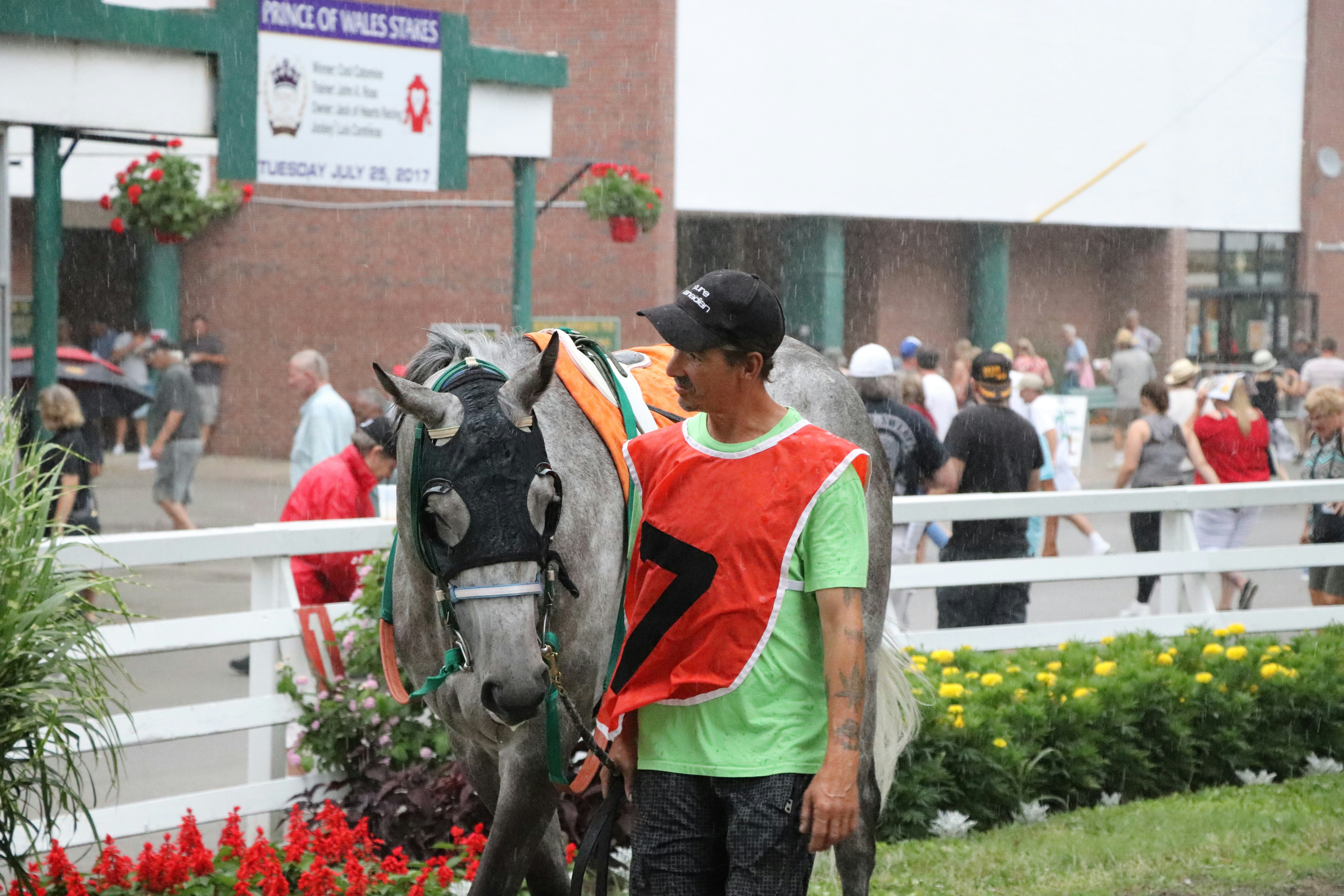Young Handler in Orange Vest Leads a Studious Gelding Through a Busy Racecourse Backdrop