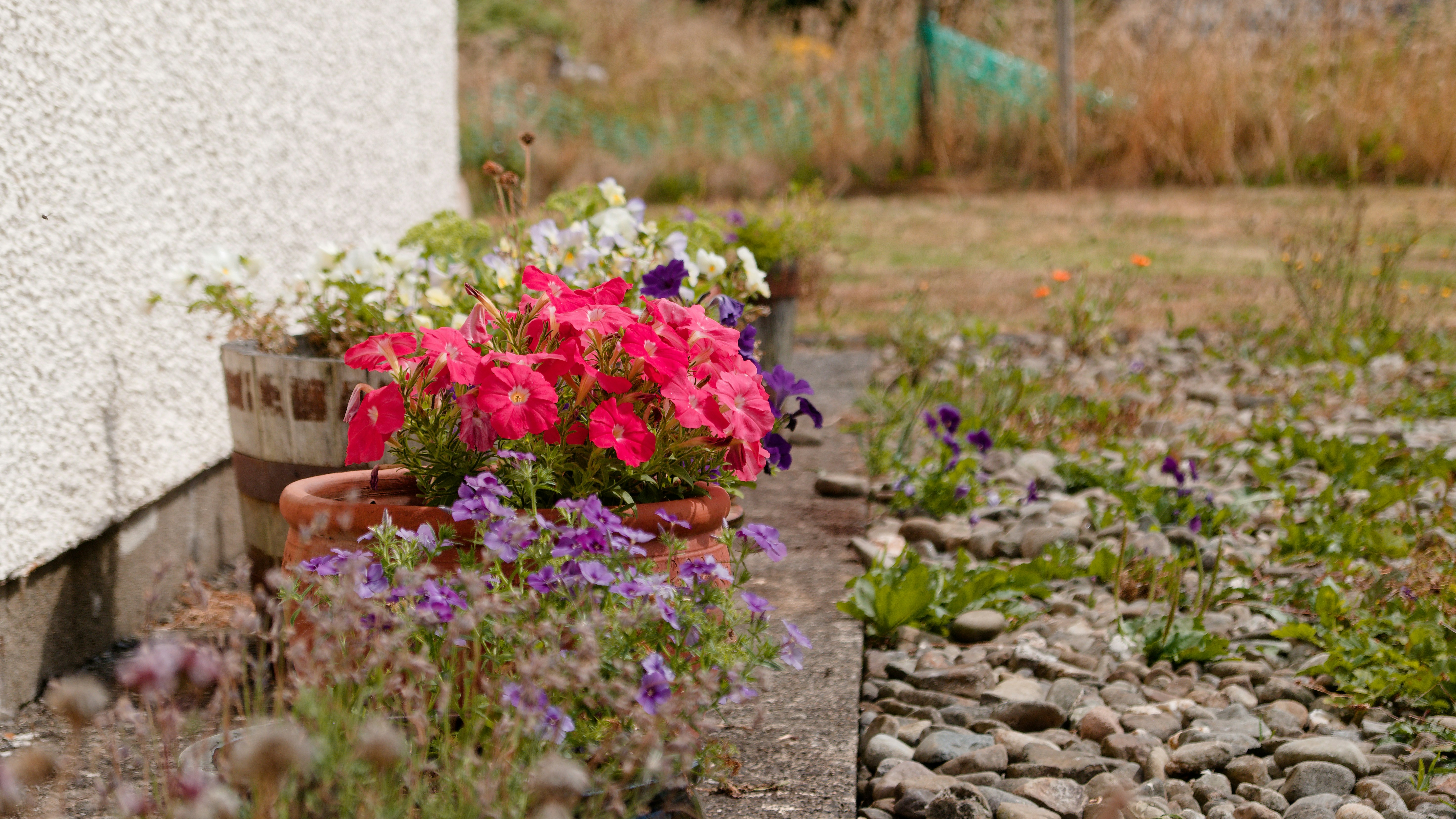 Colorful Pot of Blooms Anchored by a Weathered Path