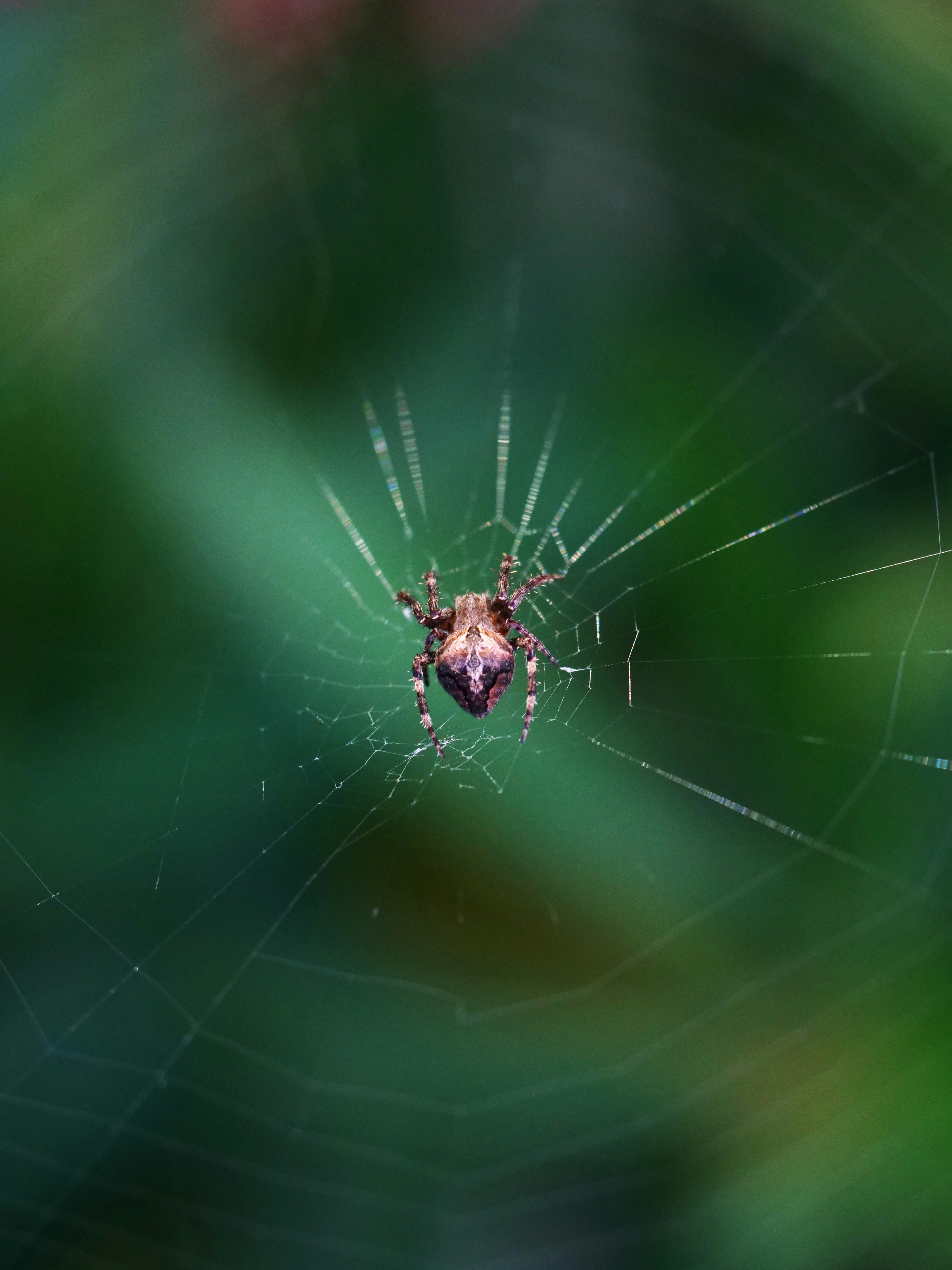 Centered Weaver: A Silky Focus on a Spider in its Orb