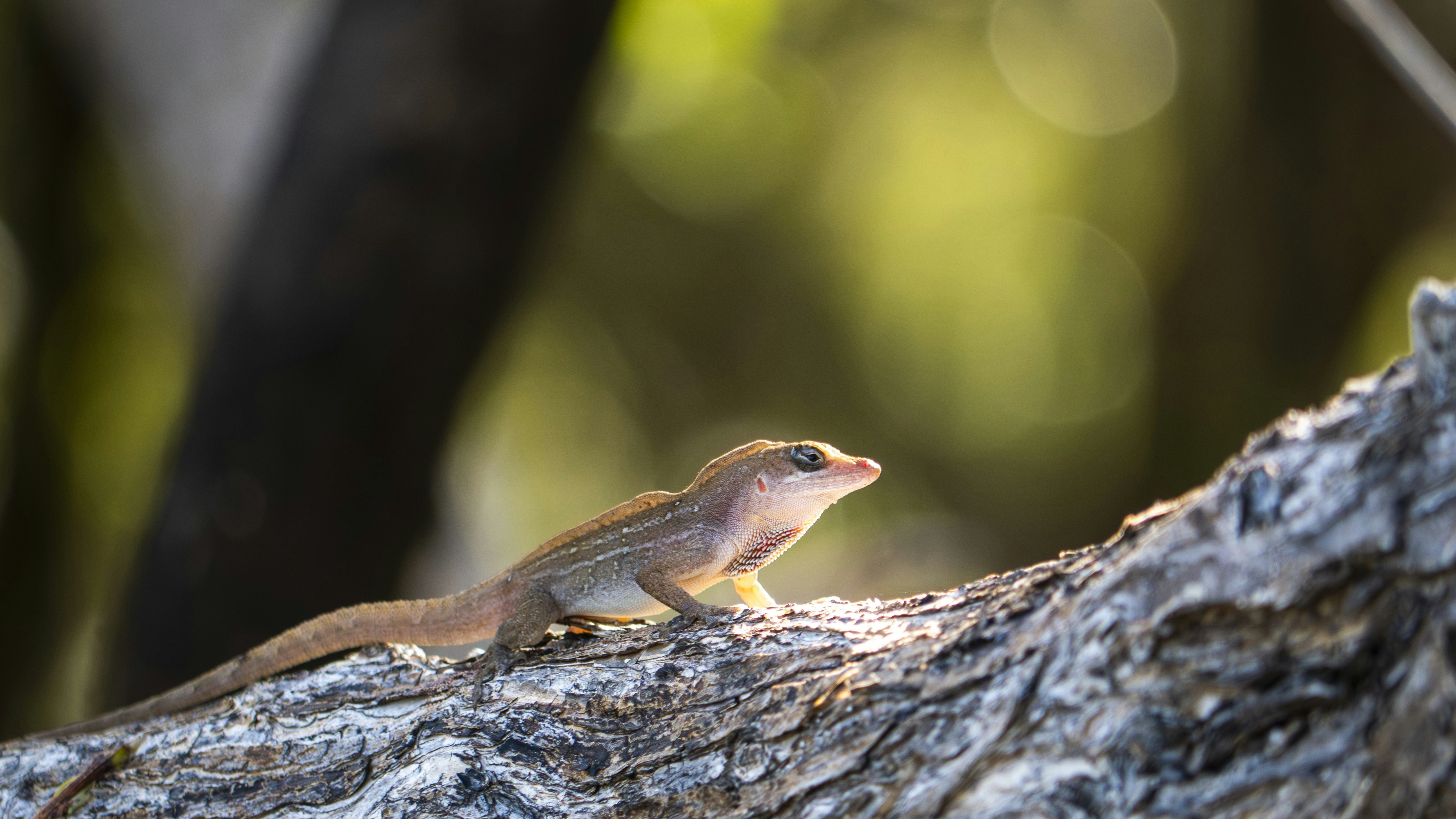 Slim lizard perched along a textured log with a softened forest backdrop. A close, natural-record shot focusing on the hiker-friendly reptile in diffuse light.
